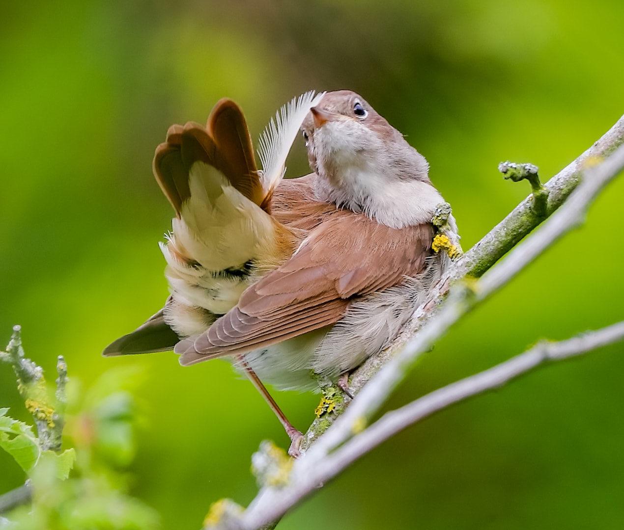 Common Nightingale by Peter Garrity - BirdGuides