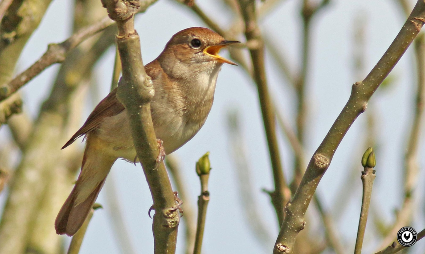 Common Nightingale by Nick Truby - BirdGuides