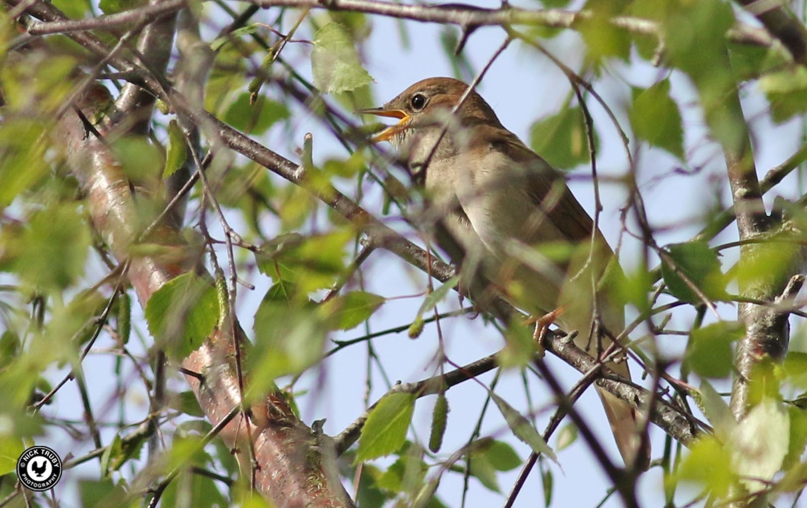 Common Nightingale by Nick Truby - BirdGuides