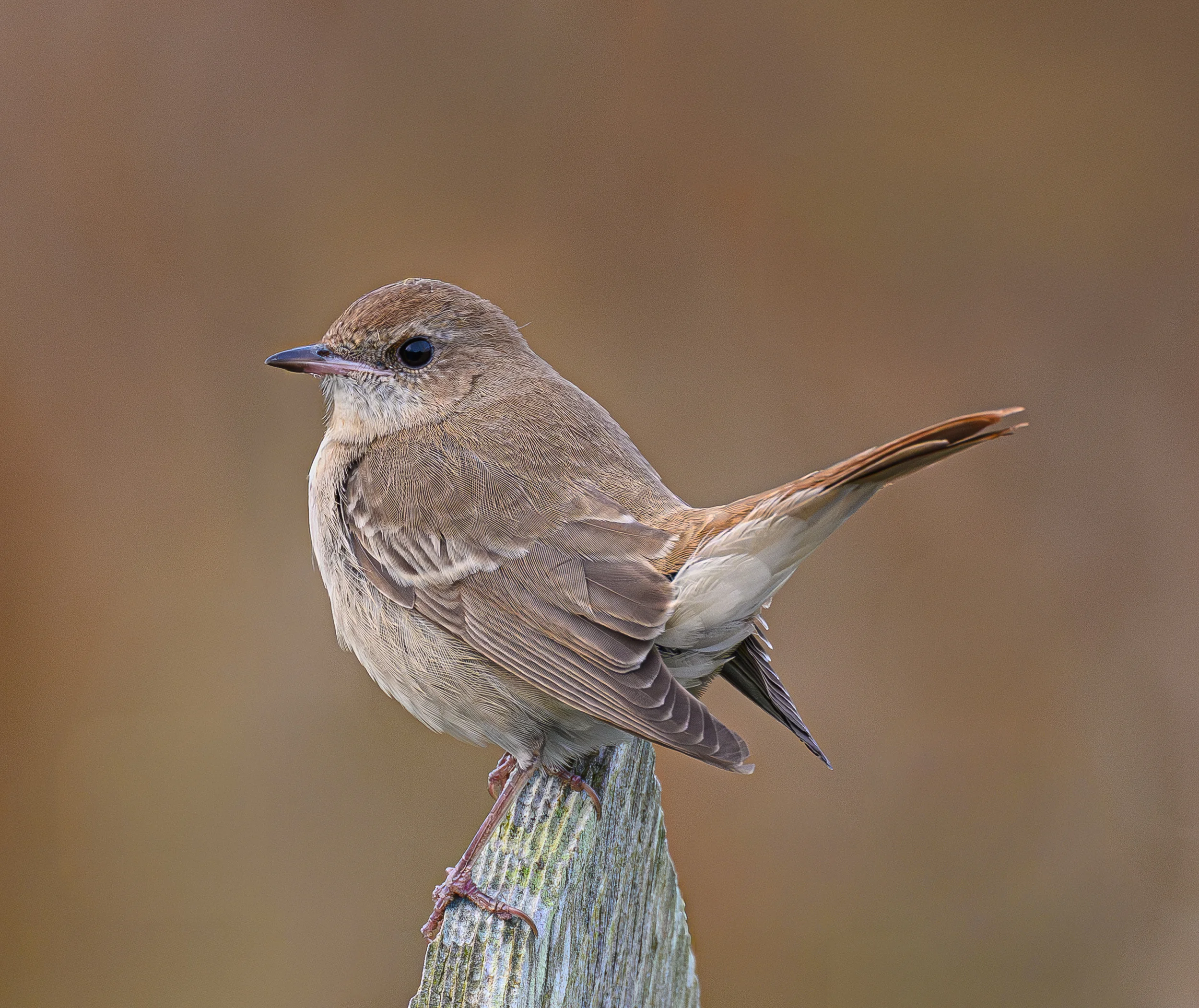 Details : Eastern Nightingale - BirdGuides