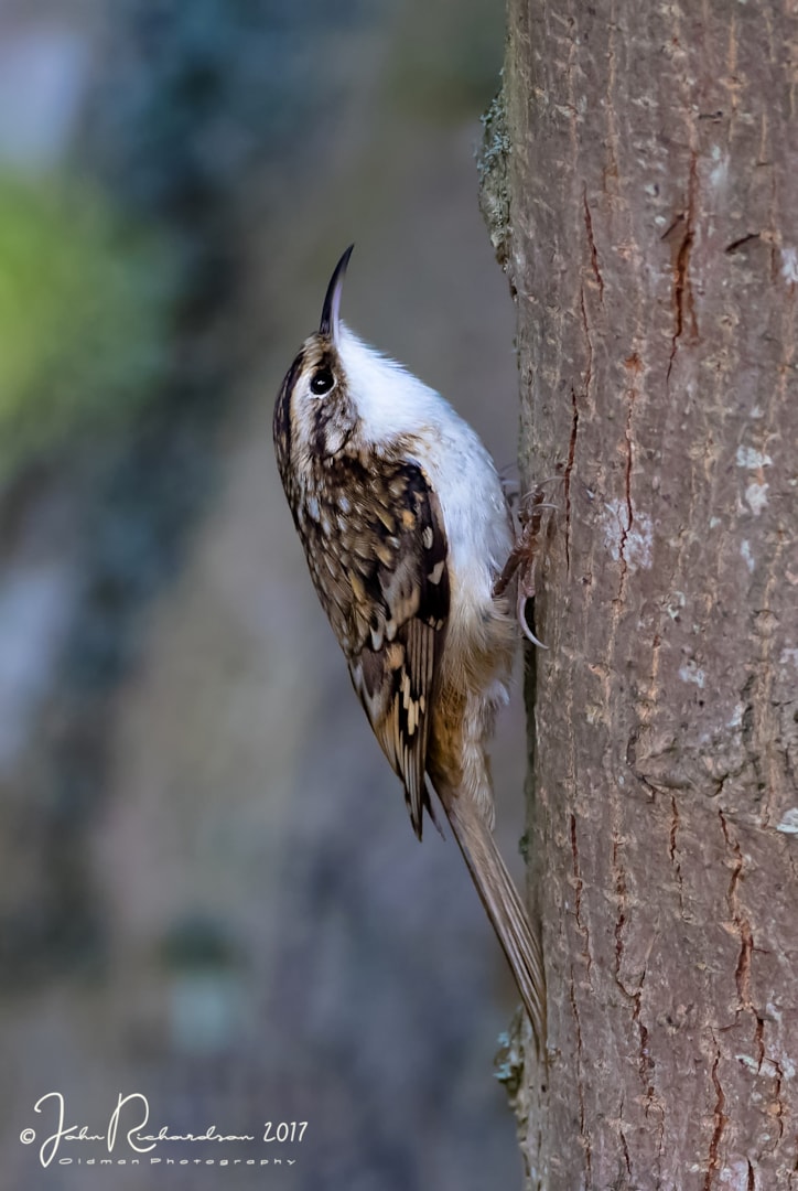 Eurasian Treecreeper by John Richardson - BirdGuides