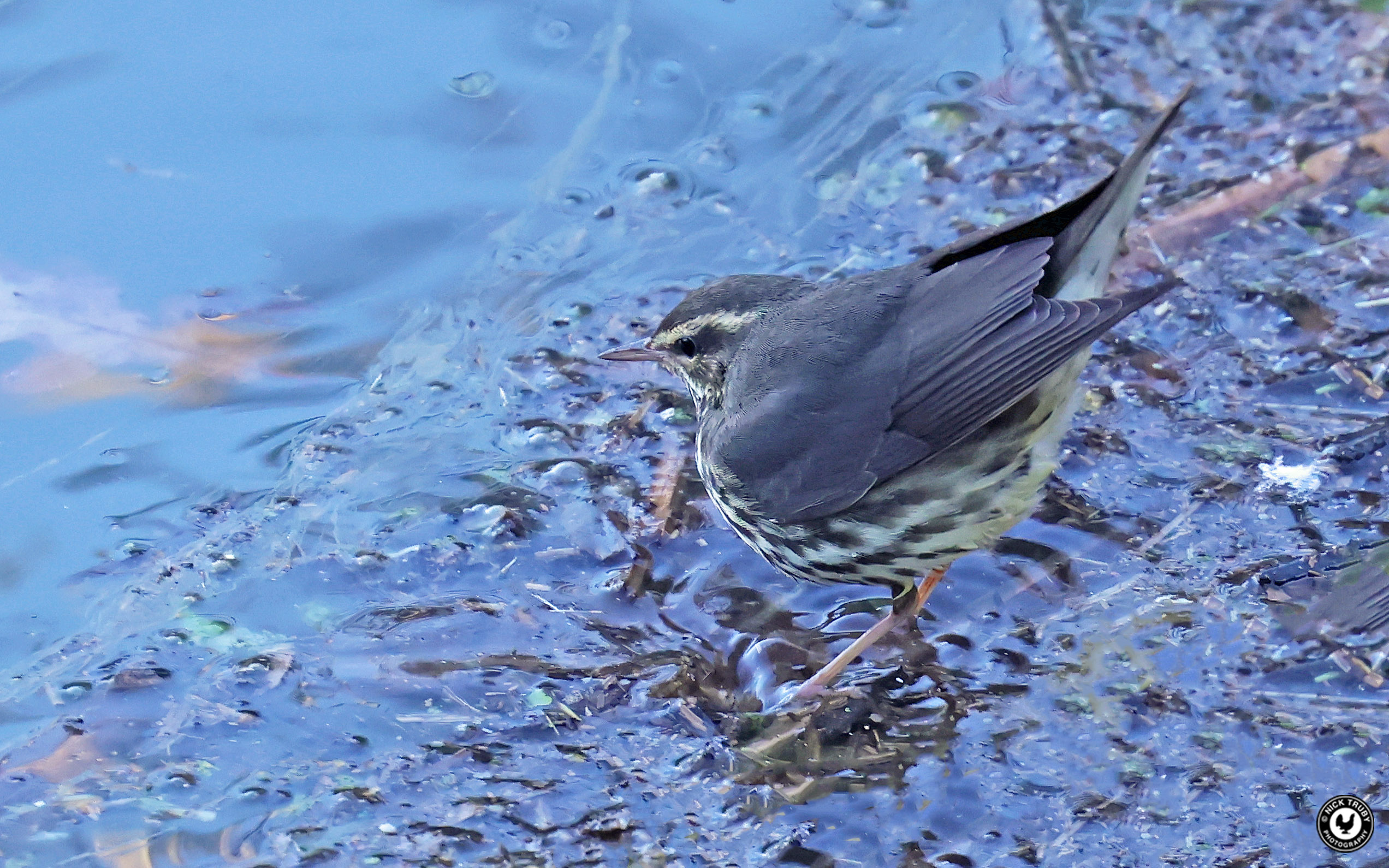 Northern Waterthrush by Nick Truby - BirdGuides