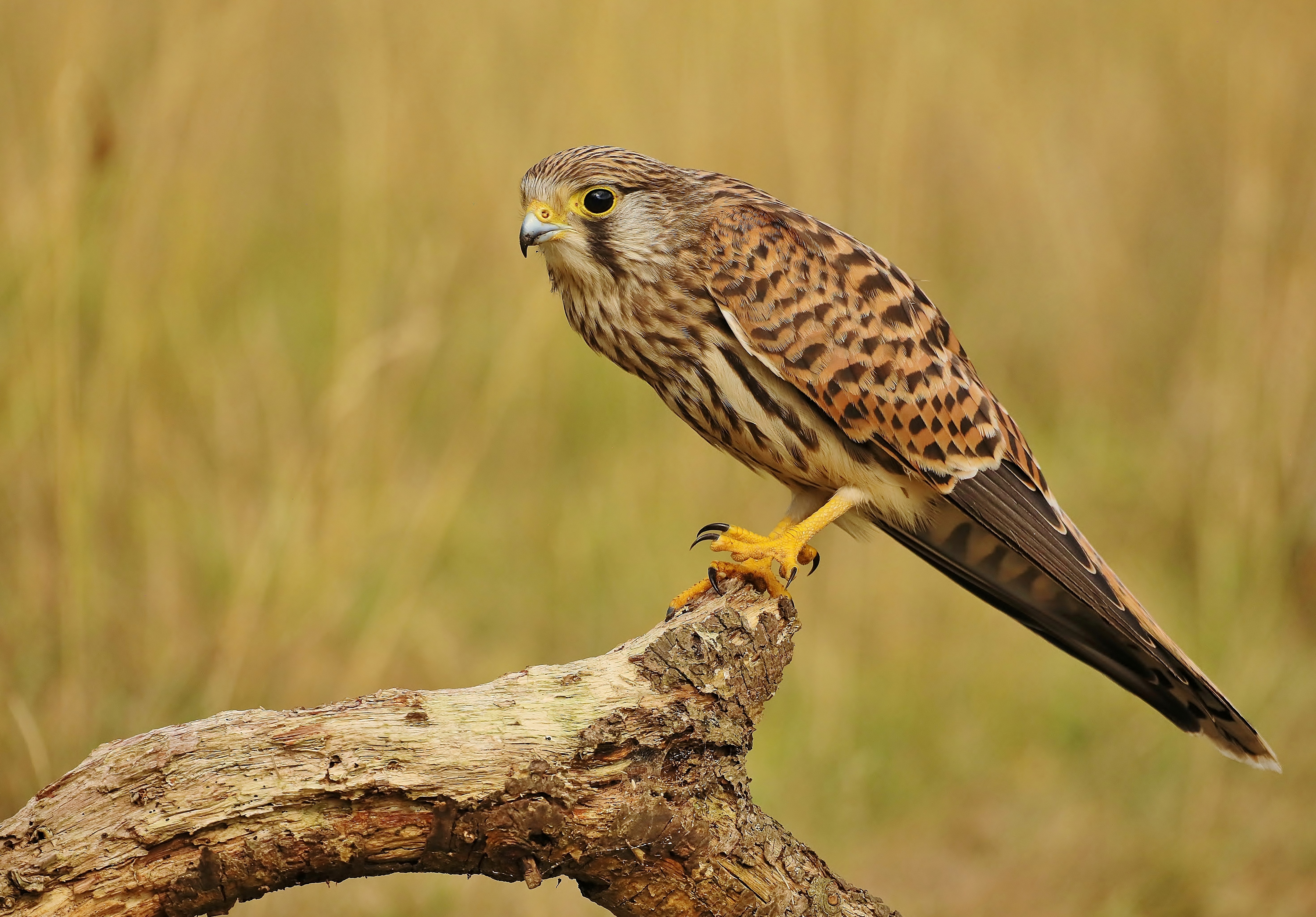 Common Kestrel by Clive Daelman - BirdGuides