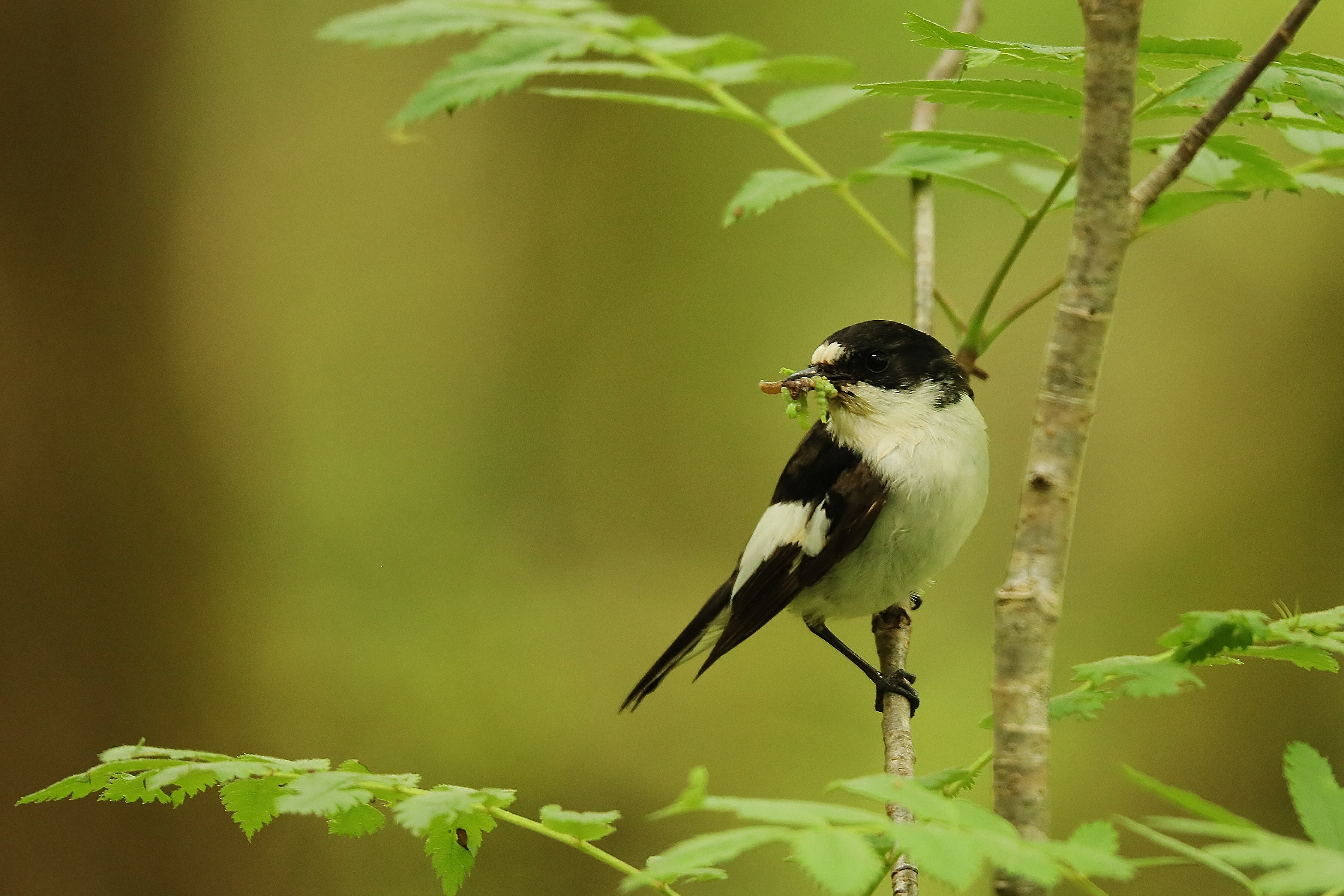 Wildlife Trusts and Aviva team up to bring back UK rainforests - BirdGuides