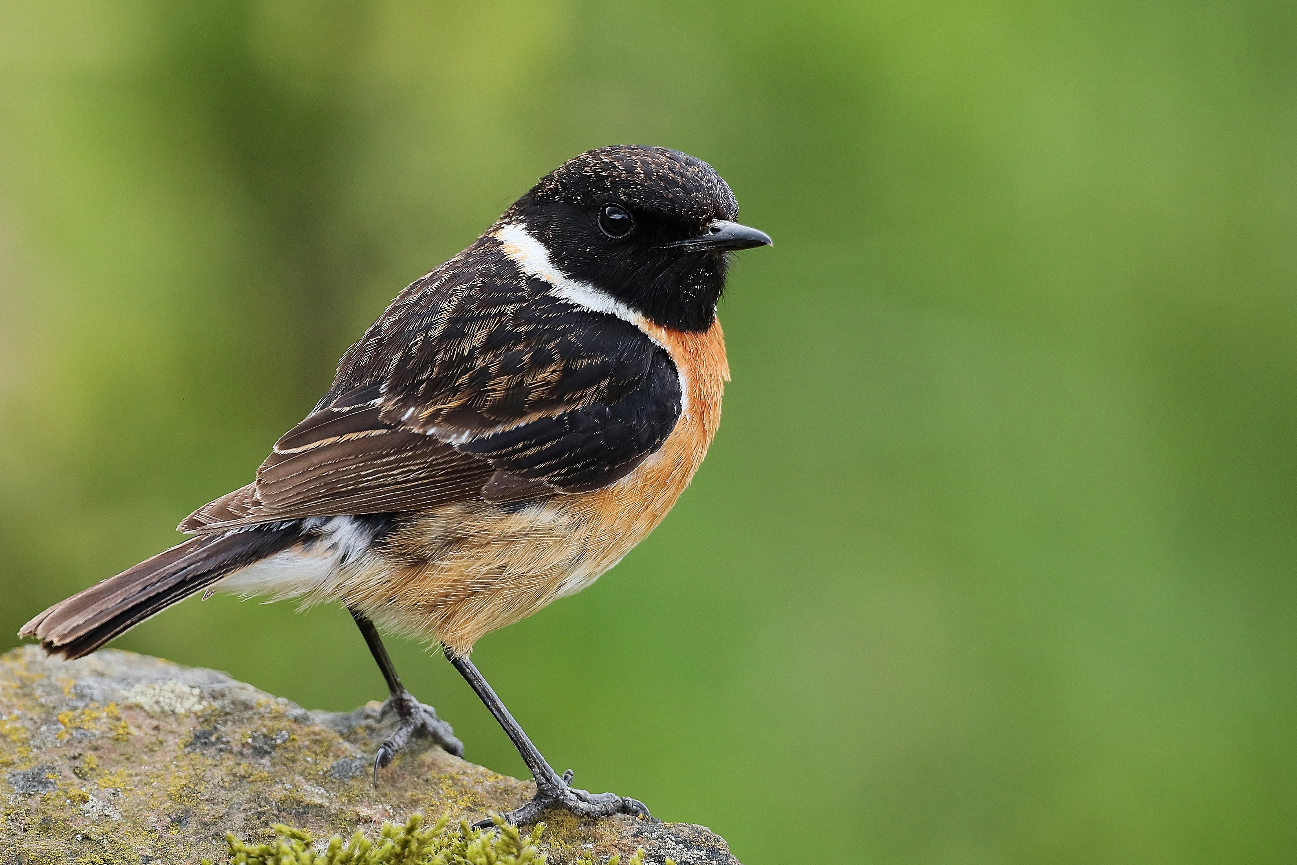 European Stonechat by Clive Daelman - BirdGuides