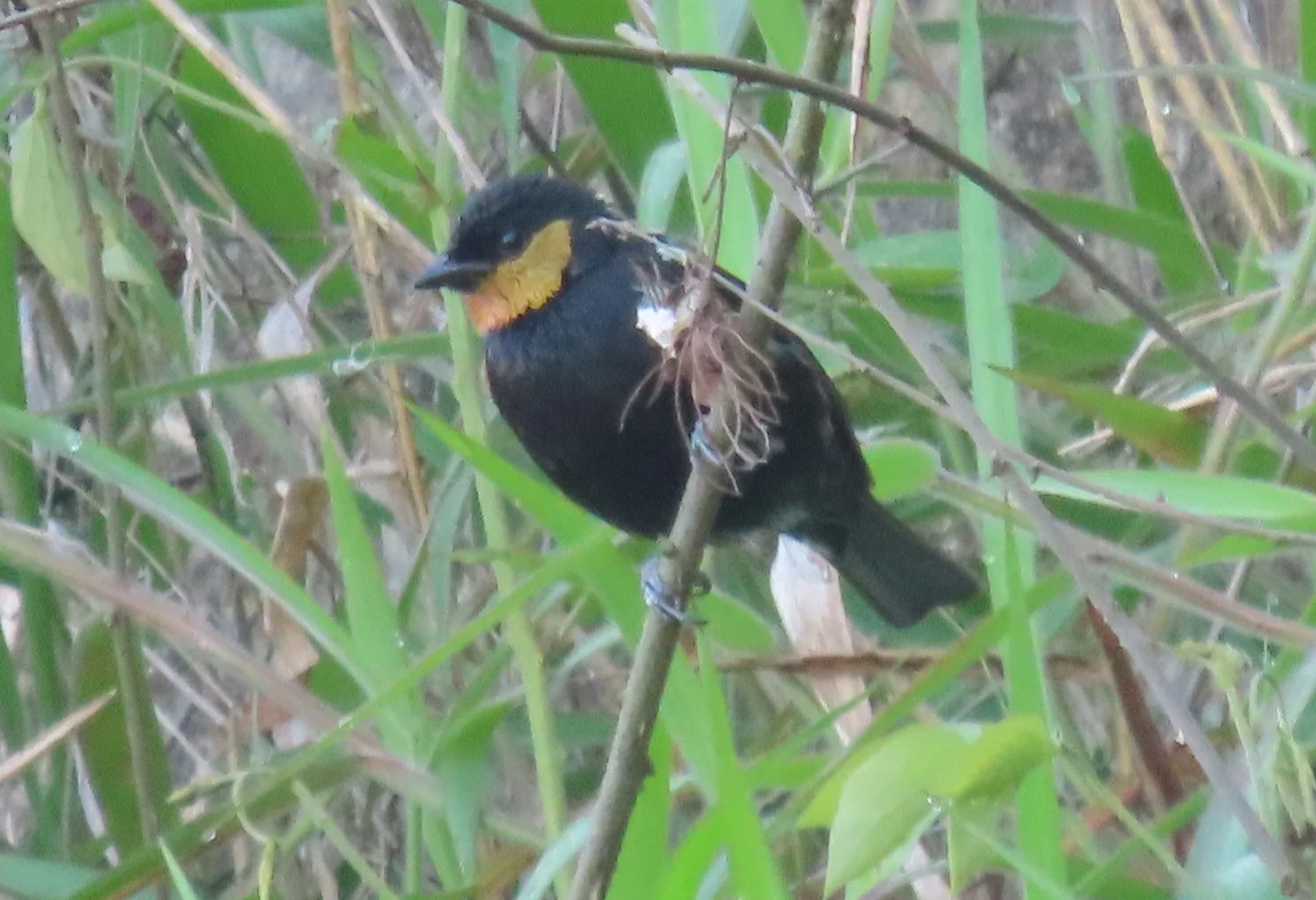 Details : Orange-throated Tanager - BirdGuides