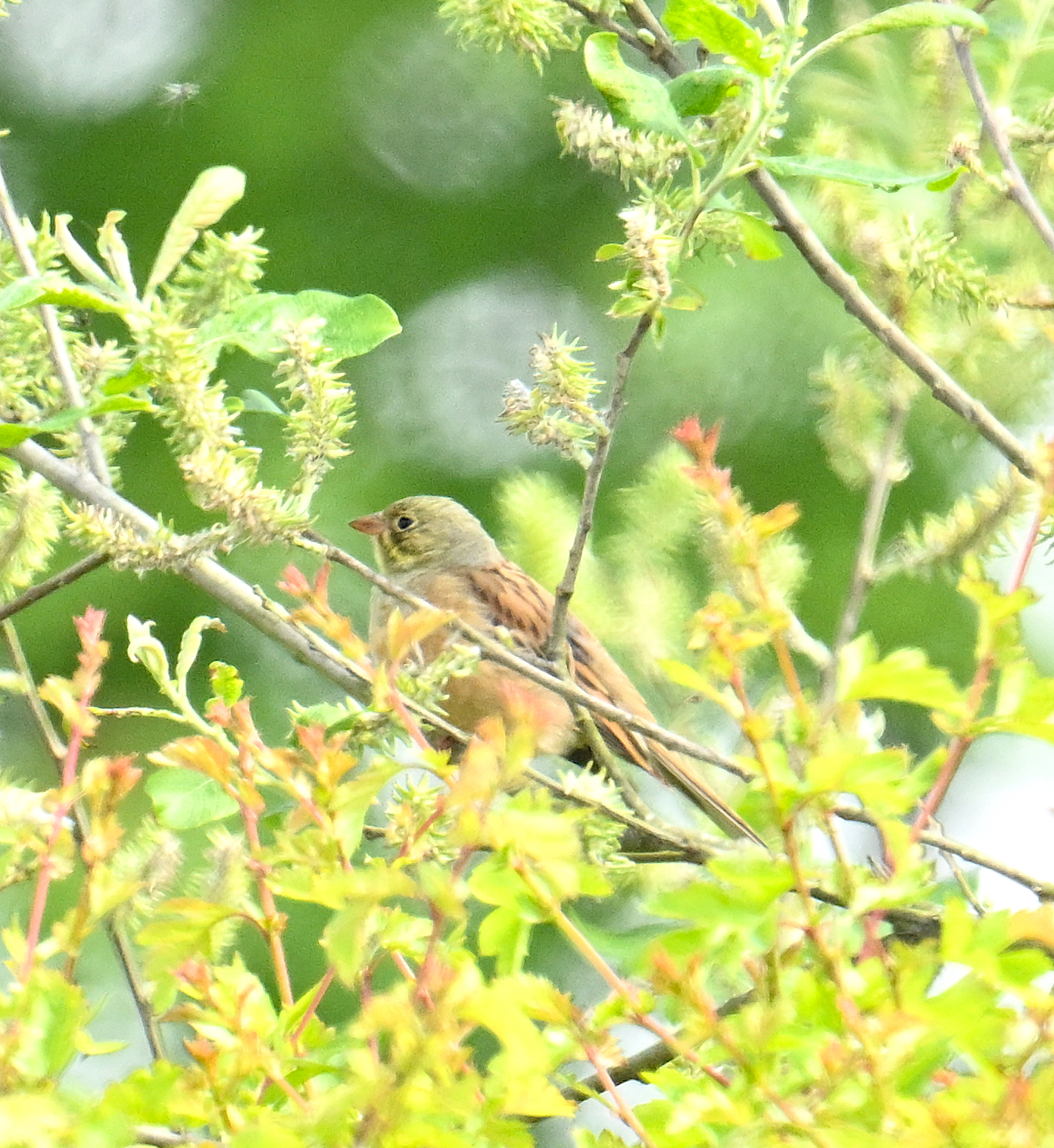 Ortolan Bunting by Roger Hackney - BirdGuides