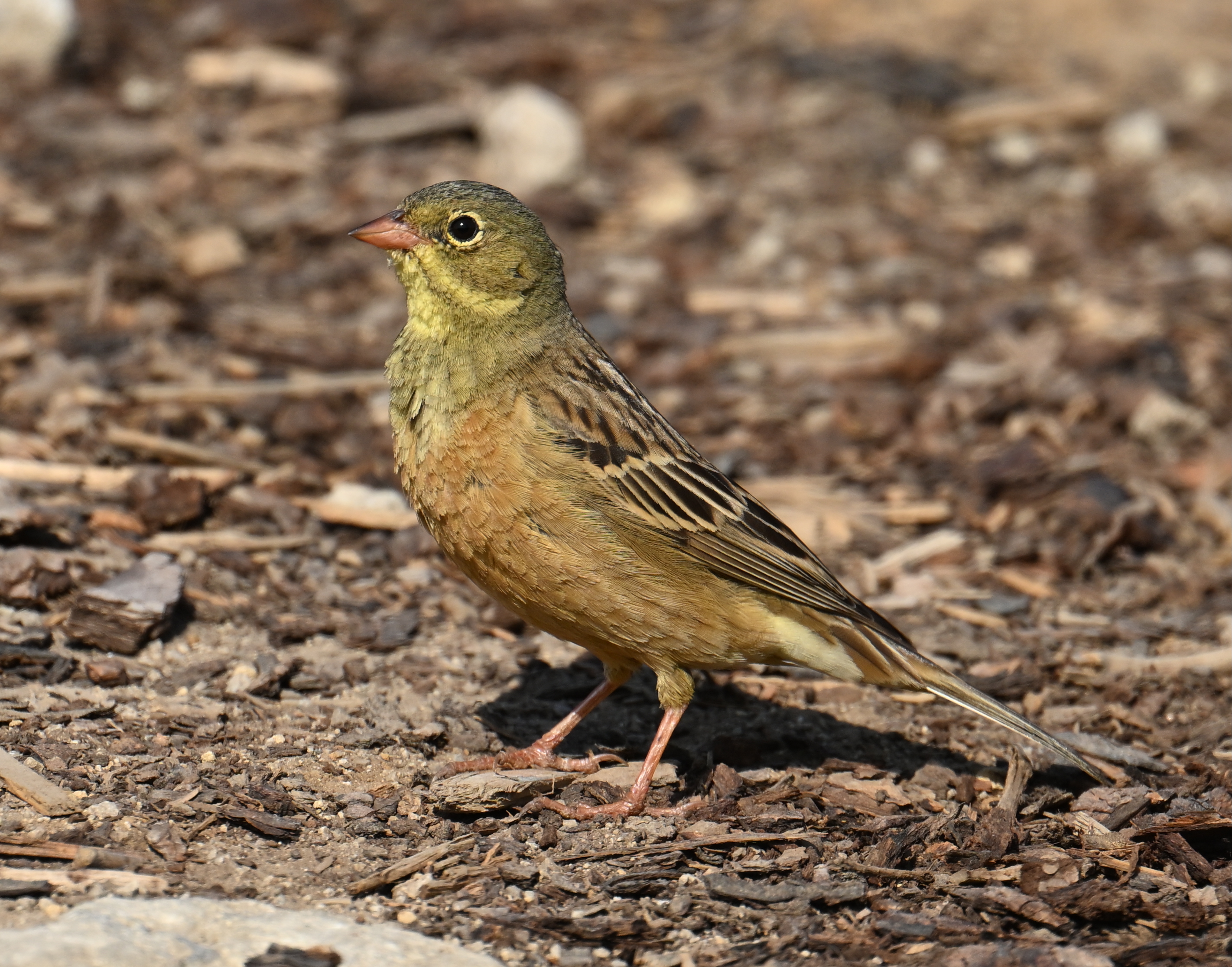 Ortolan Bunting by Roger Hackney - BirdGuides