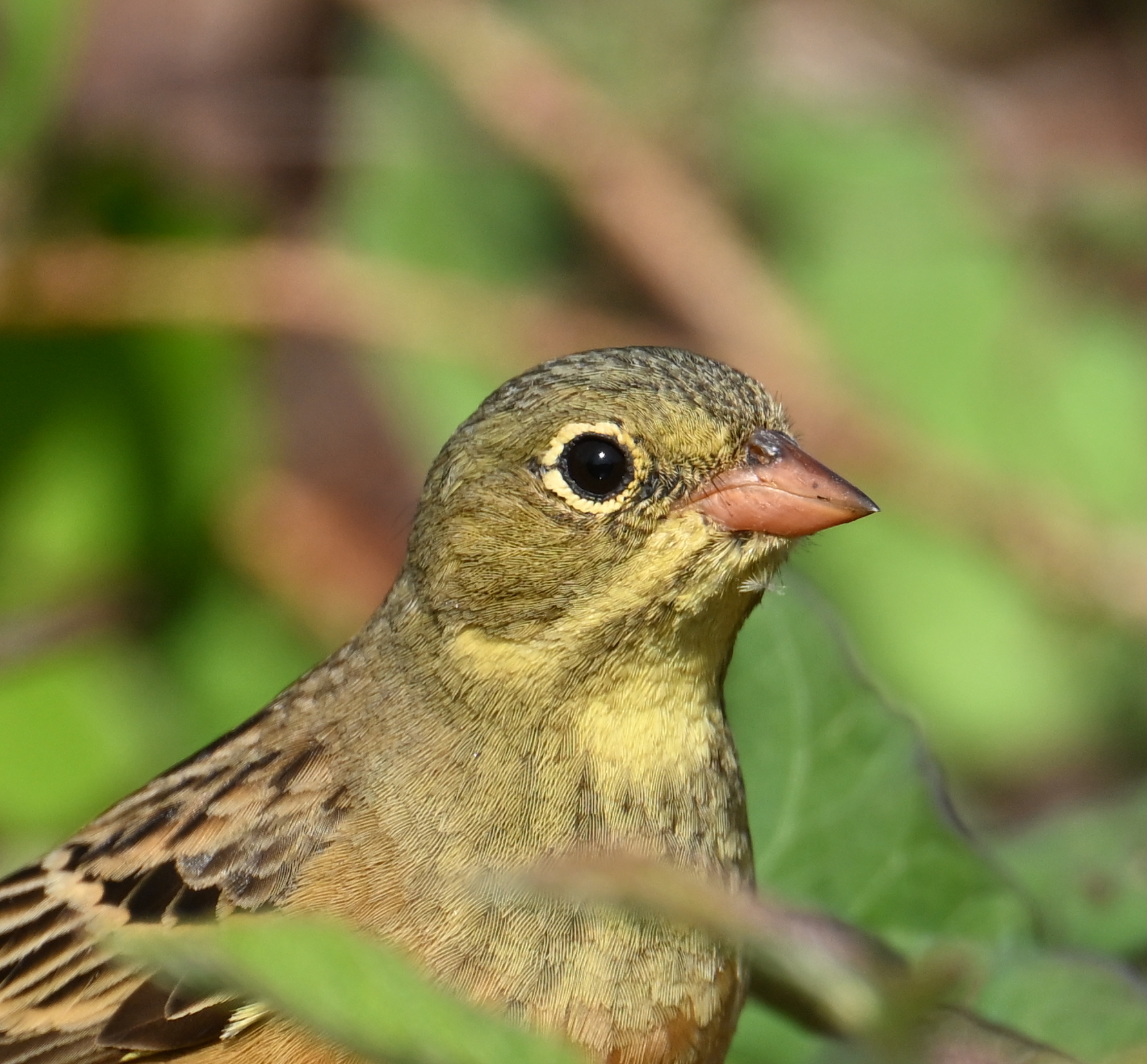 Ortolan Bunting by Roger Hackney - BirdGuides