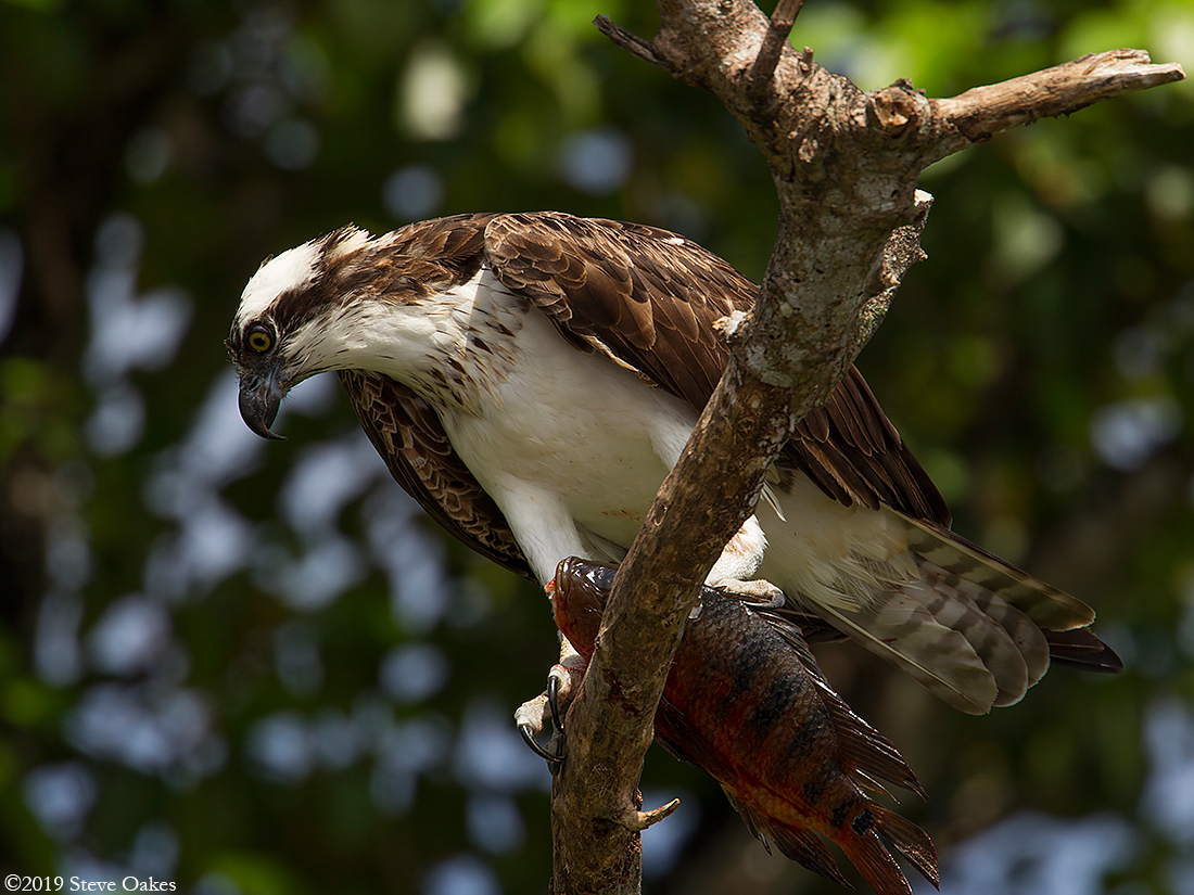 Osprey by Steve Oakes - BirdGuides