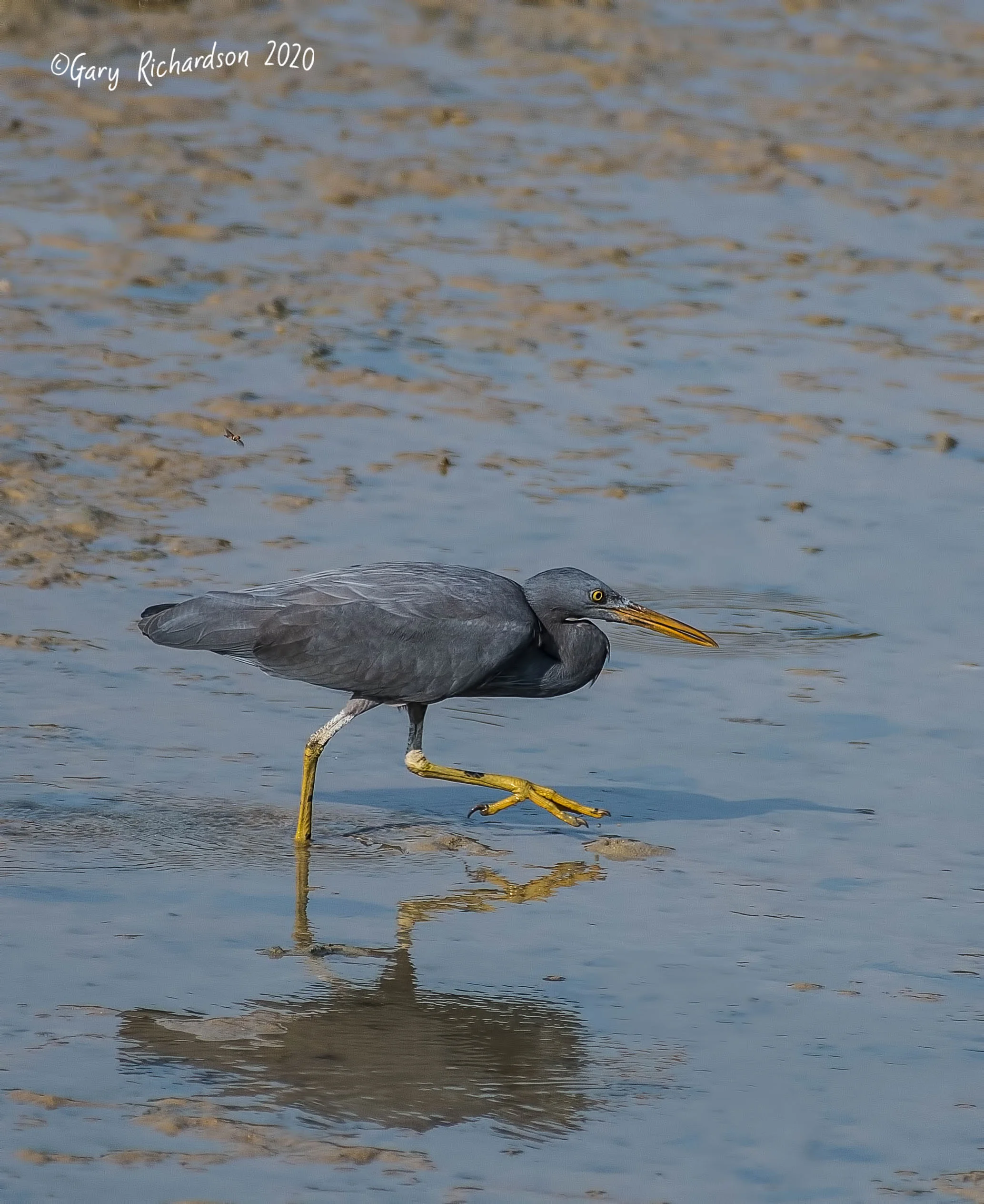 Details : Pacific Reef Heron - BirdGuides