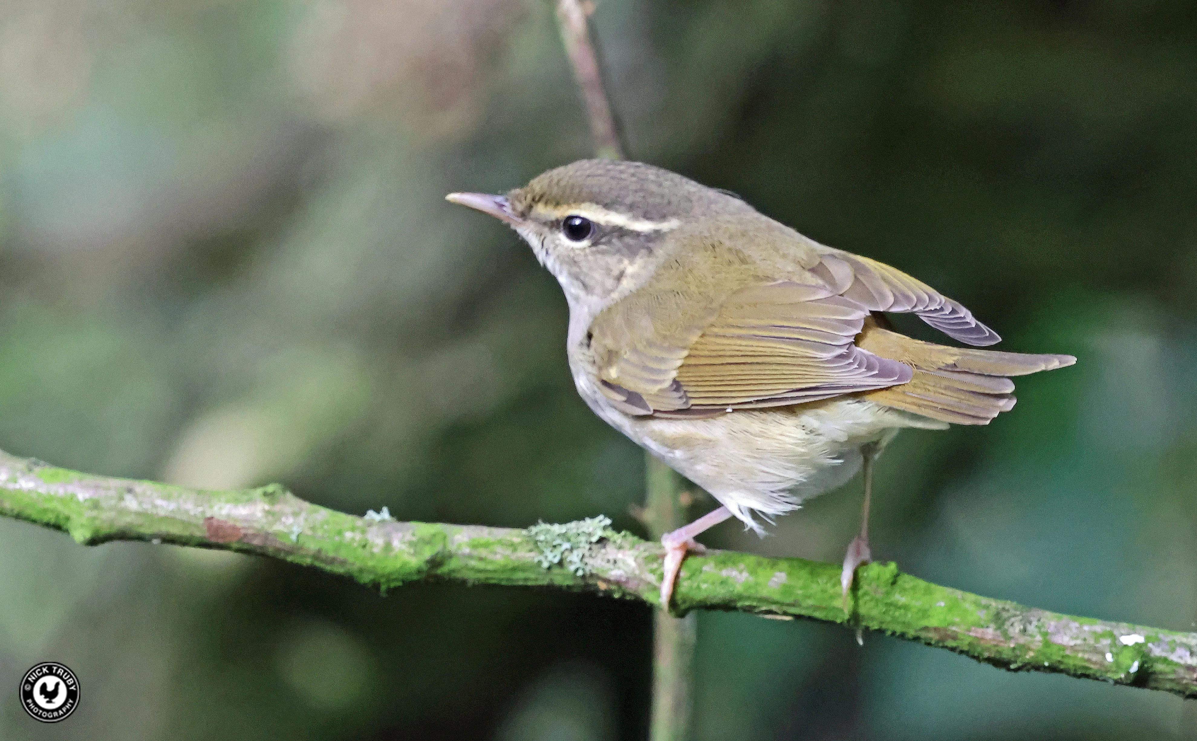 Details : Pale-legged Leaf Warbler - BirdGuides