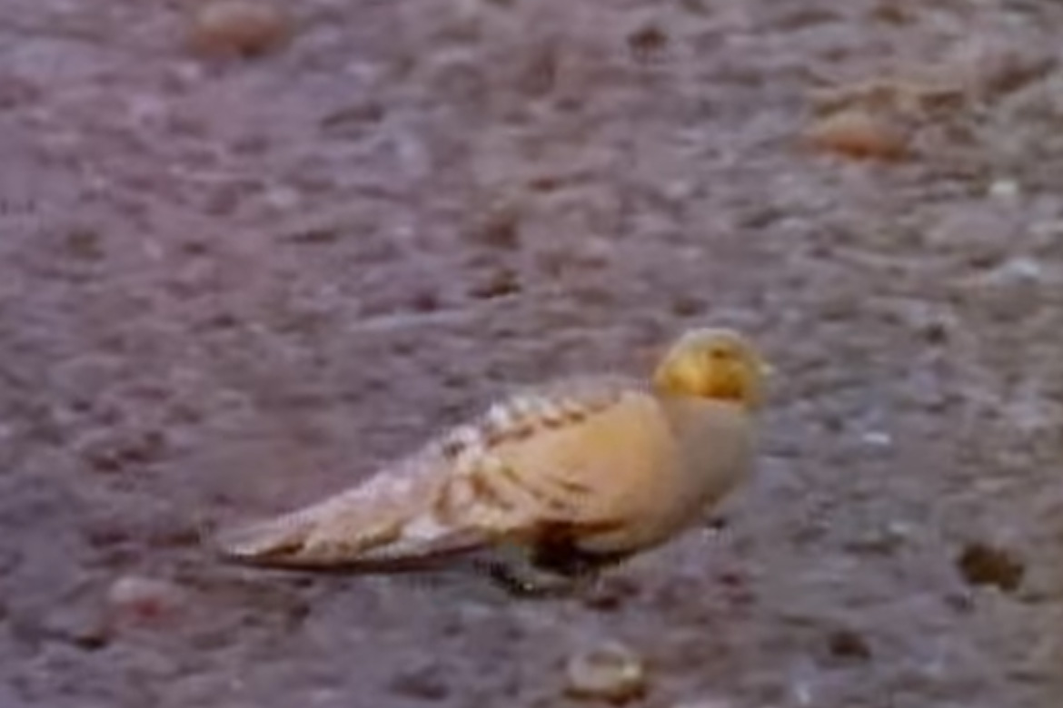 Details : Pallas's Sandgrouse - BirdGuides