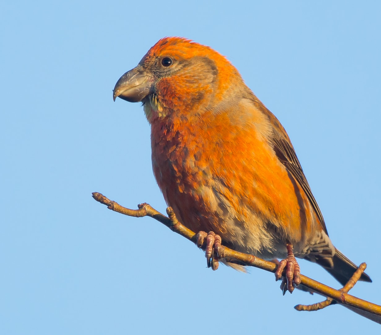 Parrot Crossbill by Peter Garrity - BirdGuides