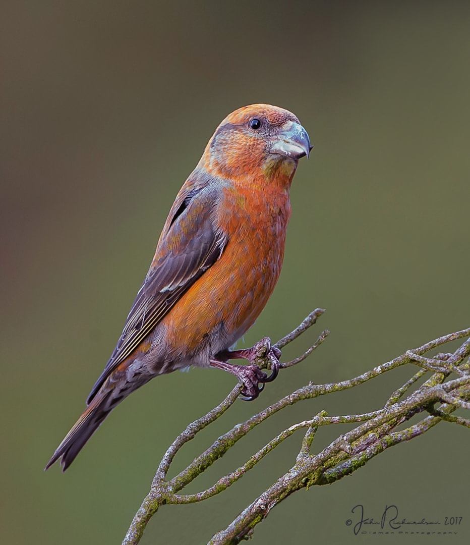 Parrot Crossbill by John Richardson - BirdGuides
