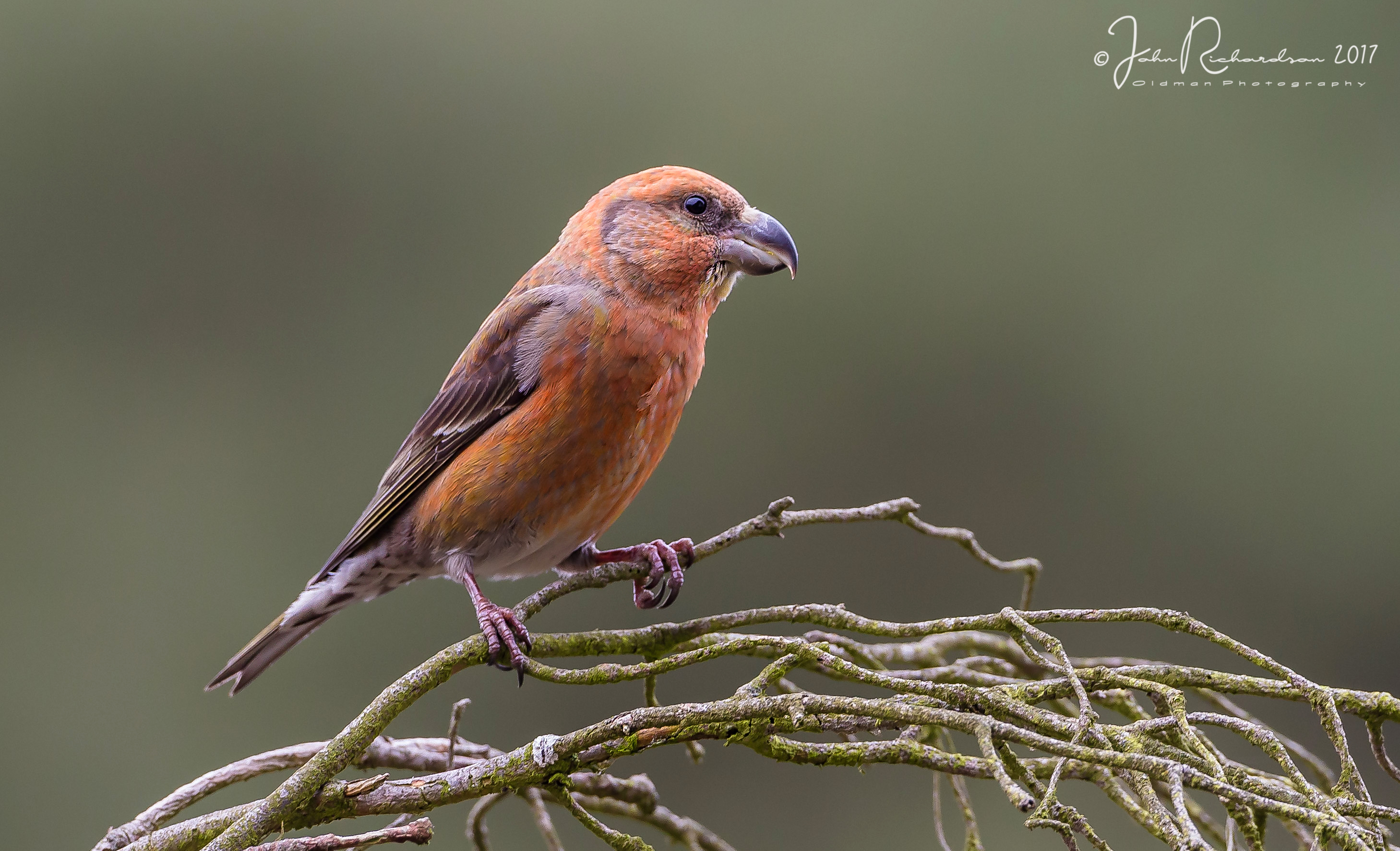 Details : Parrot Crossbill - BirdGuides