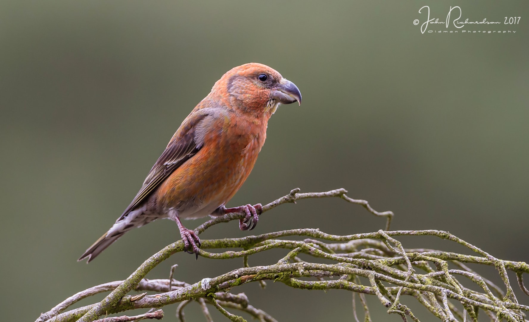 Parrot Crossbill by John Richardson - BirdGuides