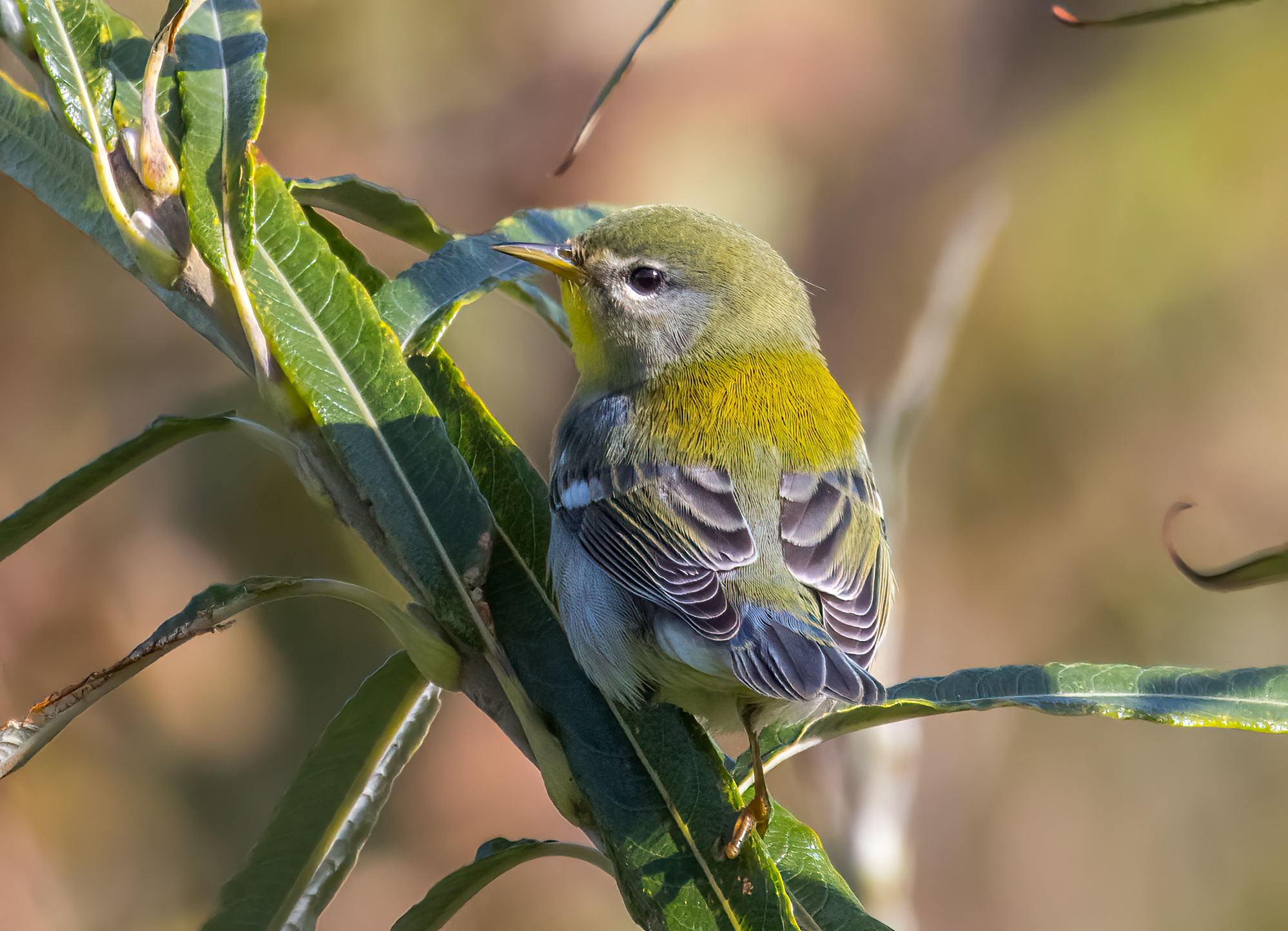 Northern Parula by Peter Garrity - BirdGuides