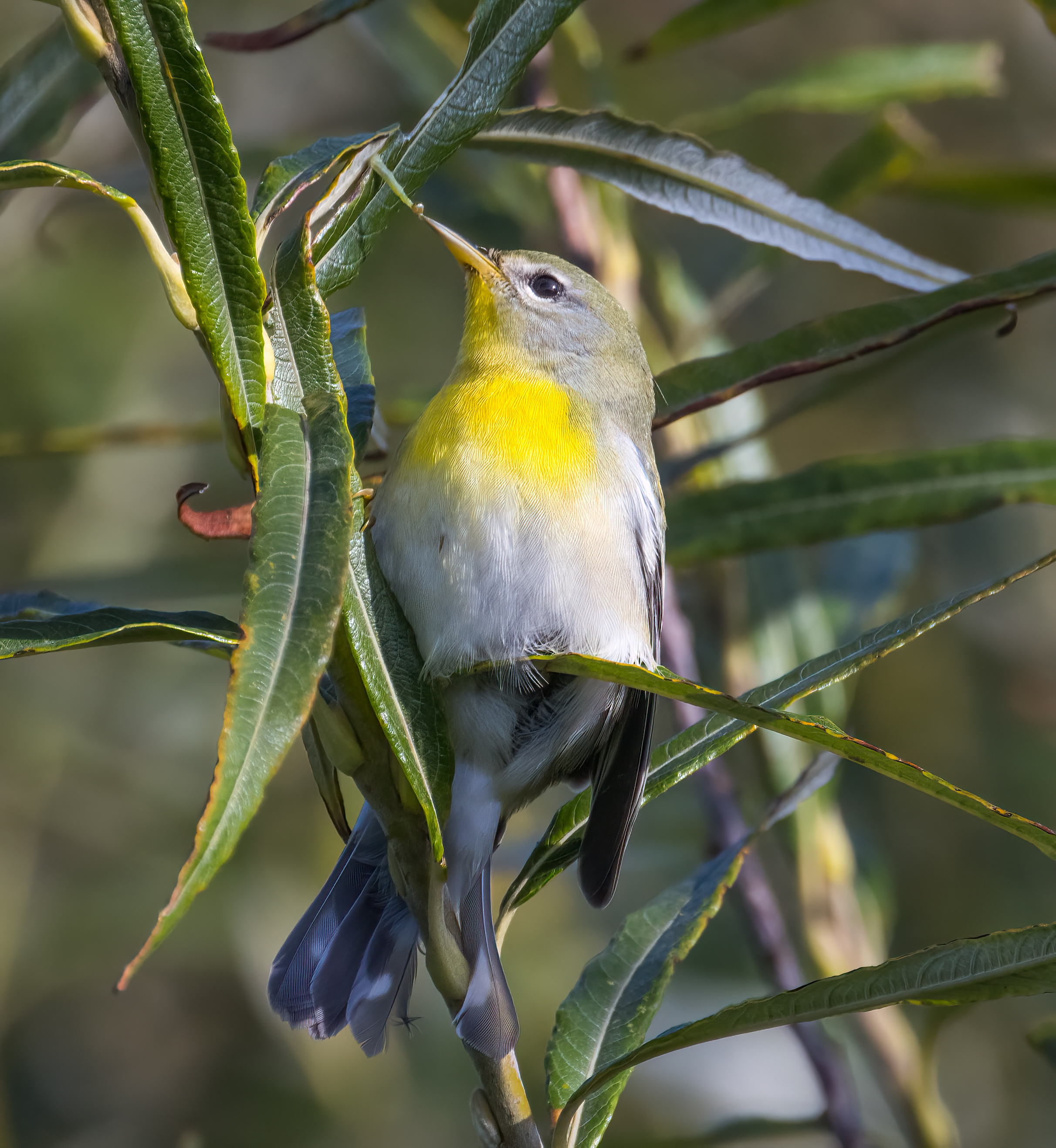 Details : Northern Parula - BirdGuides