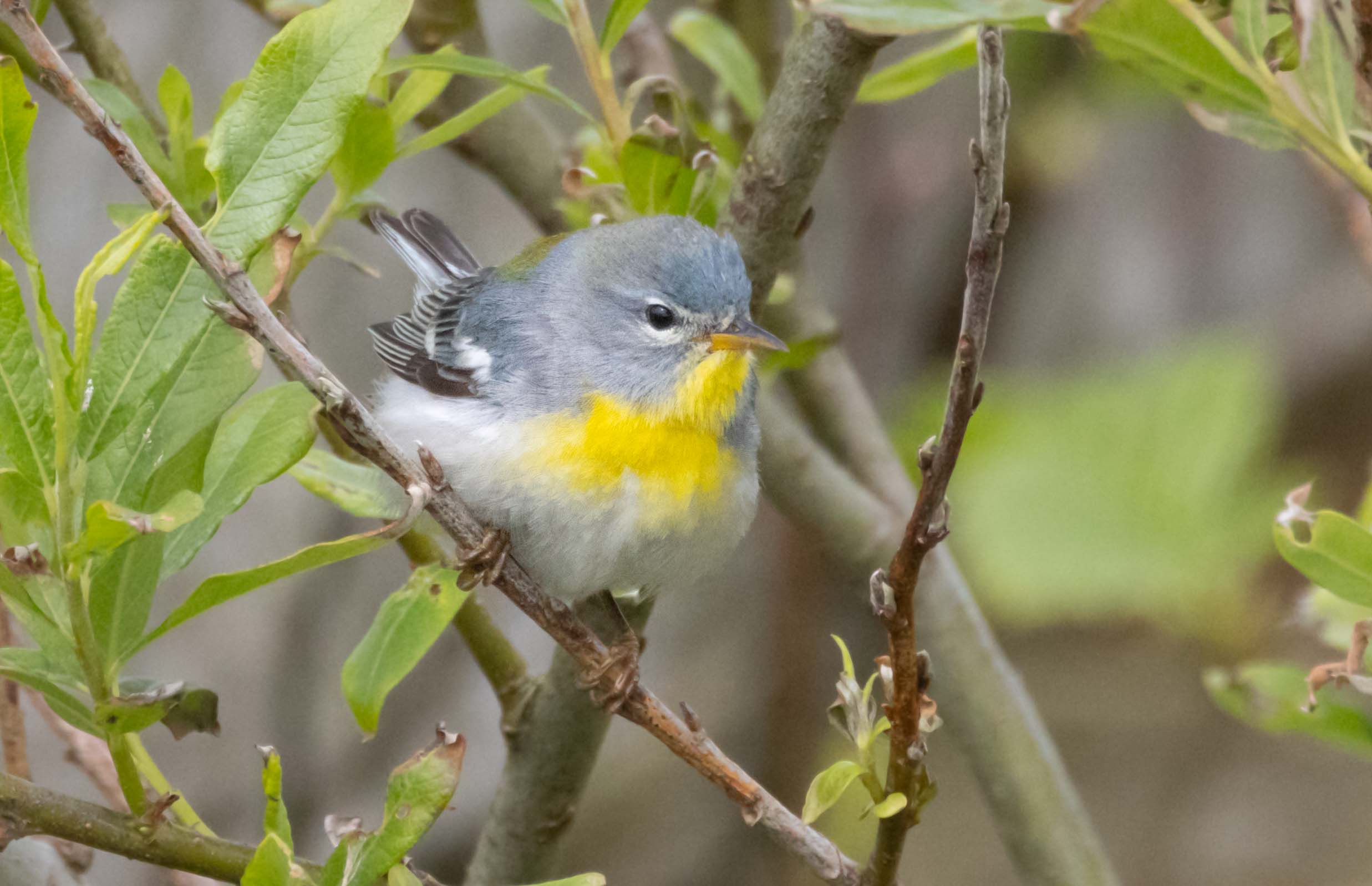 Northern Parula by Alex Penn - BirdGuides
