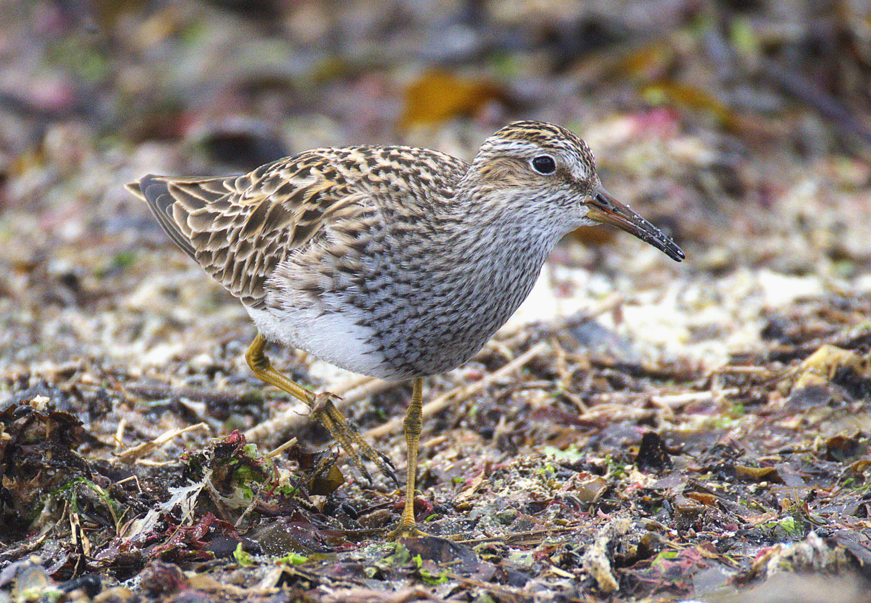 Pectoral Sandpiper by David Capon - BirdGuides