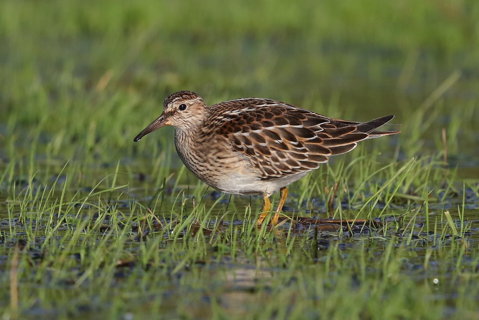 Pectoral Sandpiper by Chris Cook - BirdGuides