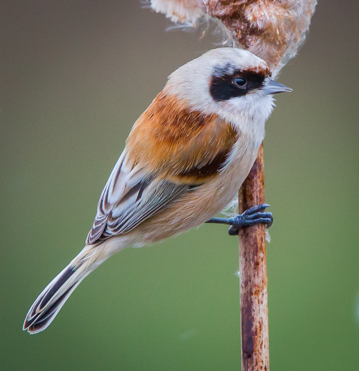 Details : Eurasian Penduline Tit - BirdGuides