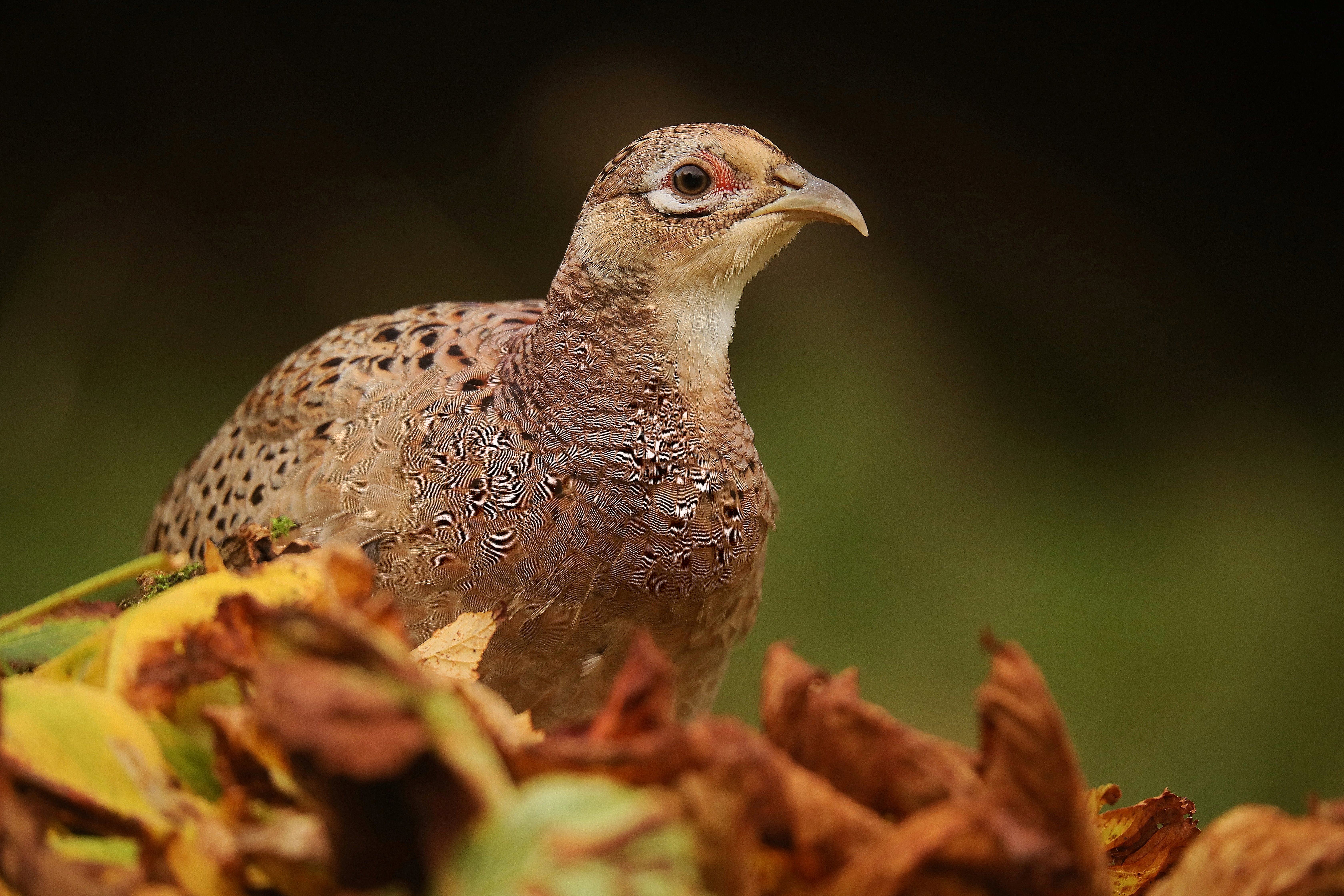 Mark Avery: Britain's most controversial bird - BirdGuides