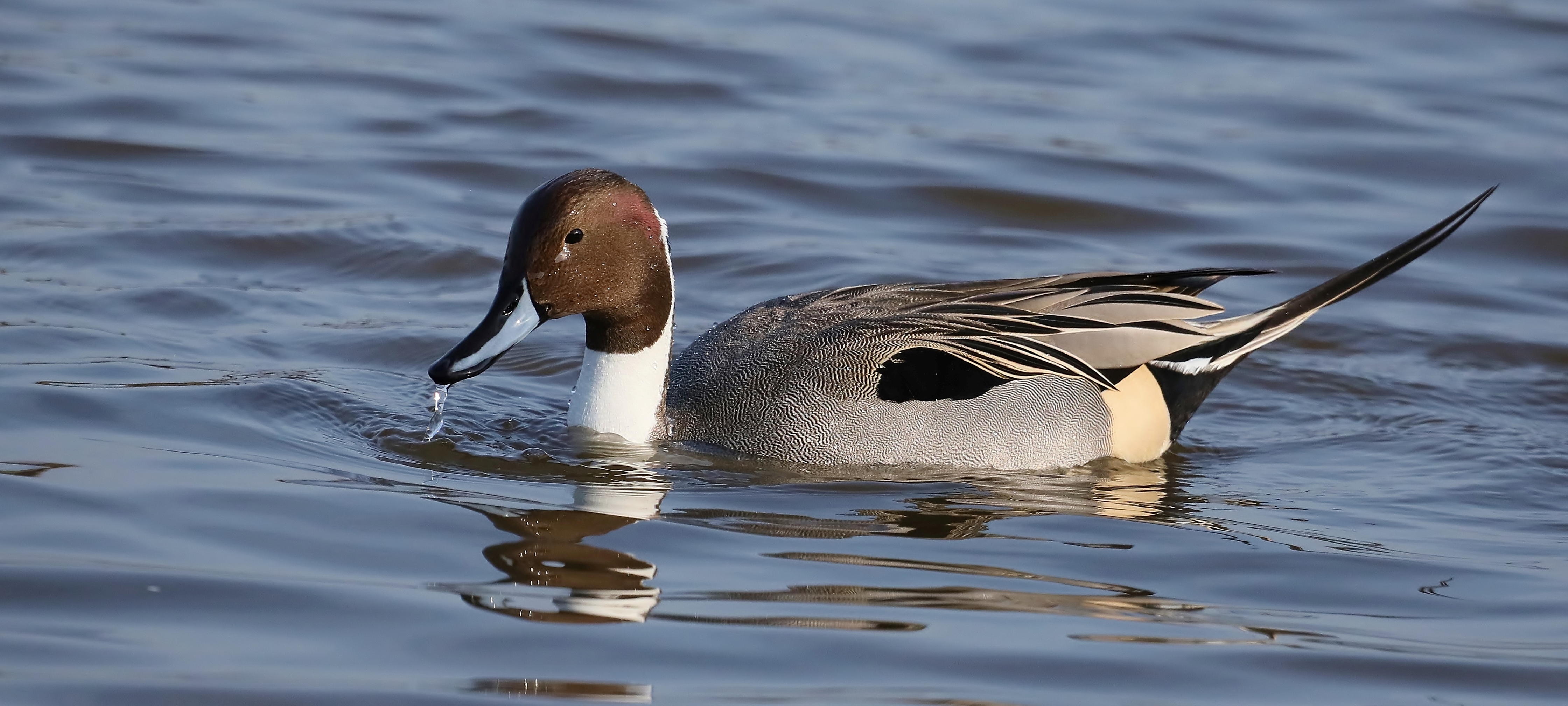 Northern Pintail by Clive Daelman - BirdGuides
