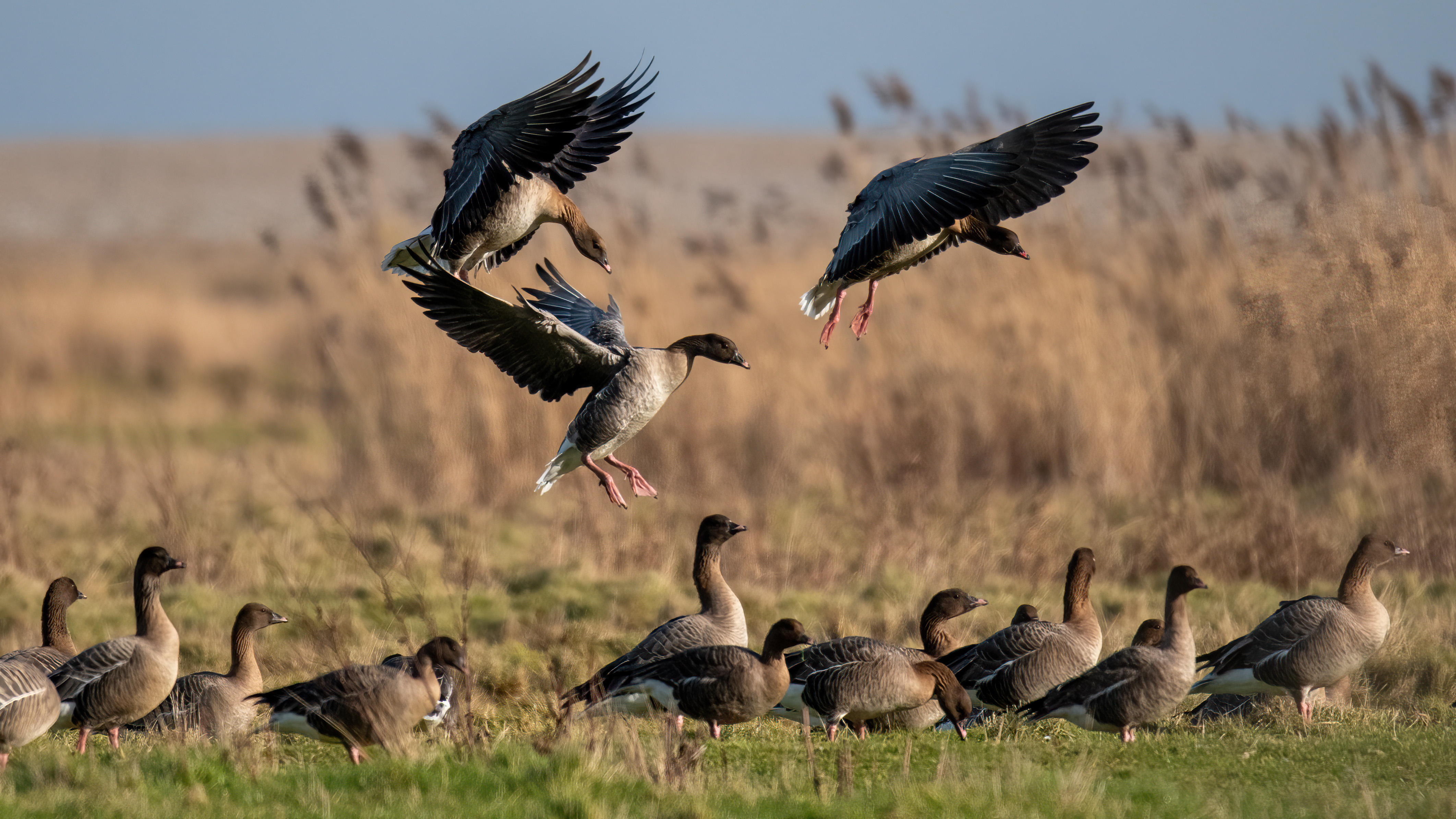 Pink-footed Goose by Andy Thompson - BirdGuides