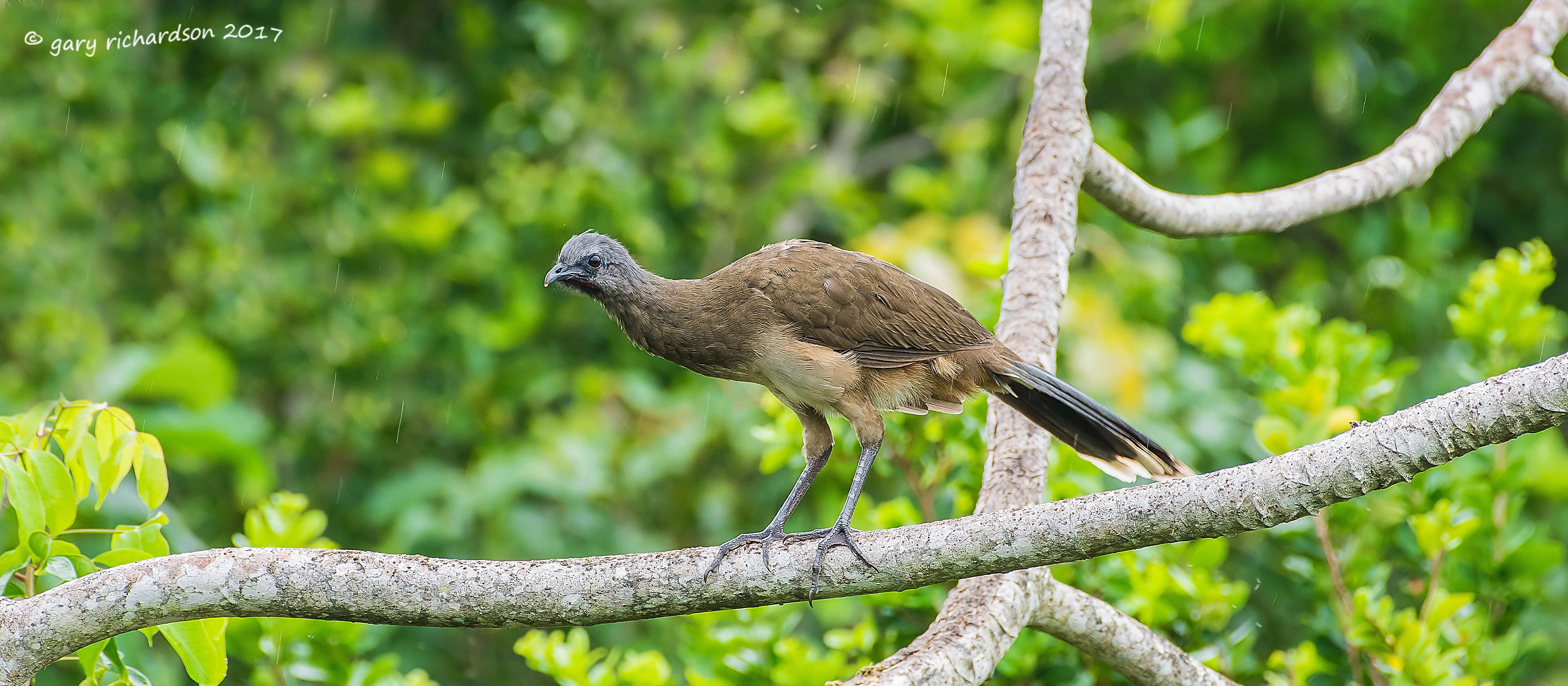 Details : Plain Chachalaca - BirdGuides