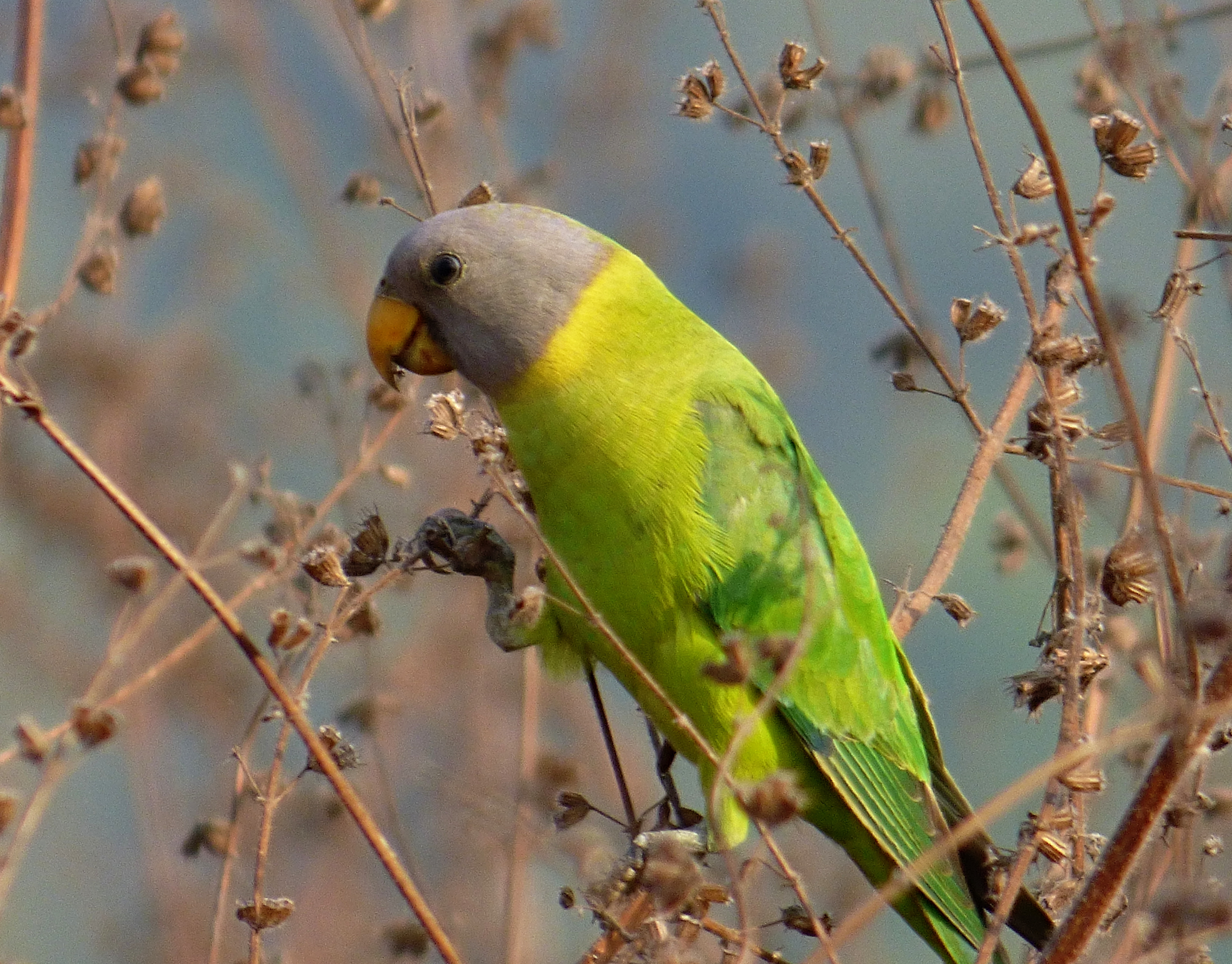 Details : Plum-headed Parakeet - BirdGuides