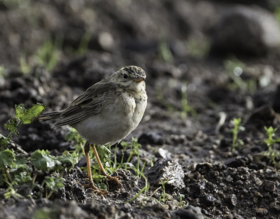 Paddyfield Pipit by Phil Carter - BirdGuides