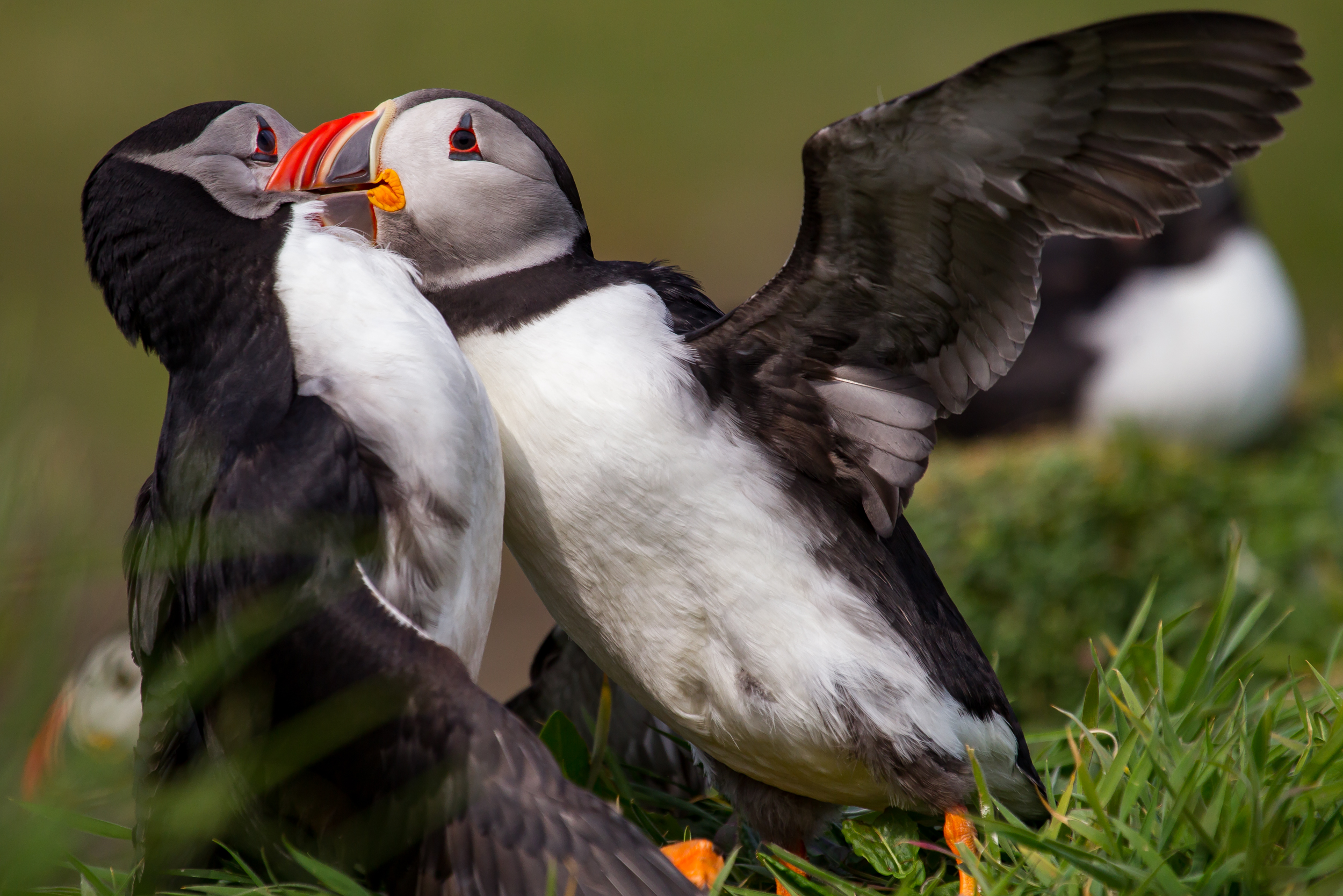 Puffin by Chris Griffin - BirdGuides