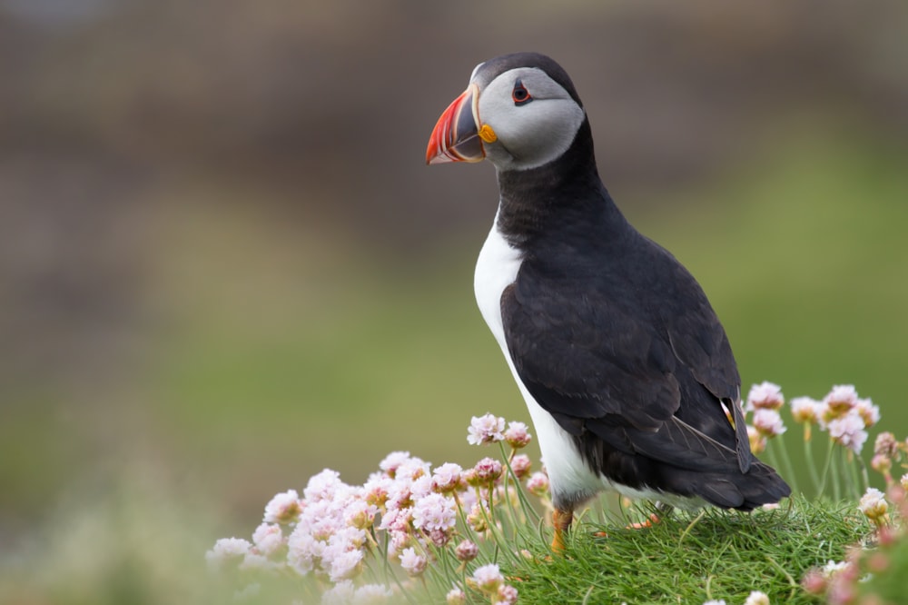 Seabird numbers treble on rat-free Lundy - BirdGuides