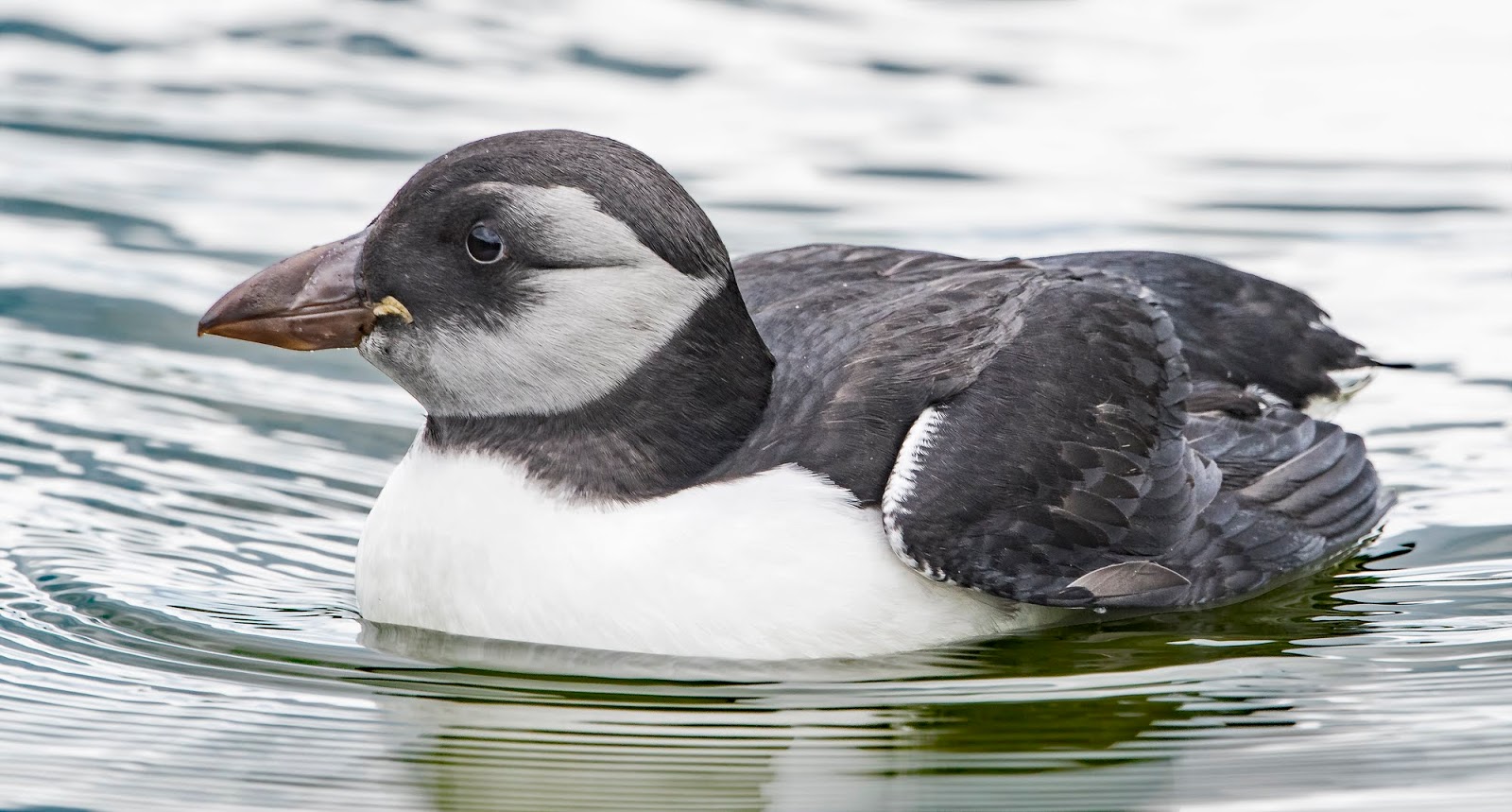 Scottish Puffin recovered in Lanzarote - BirdGuides