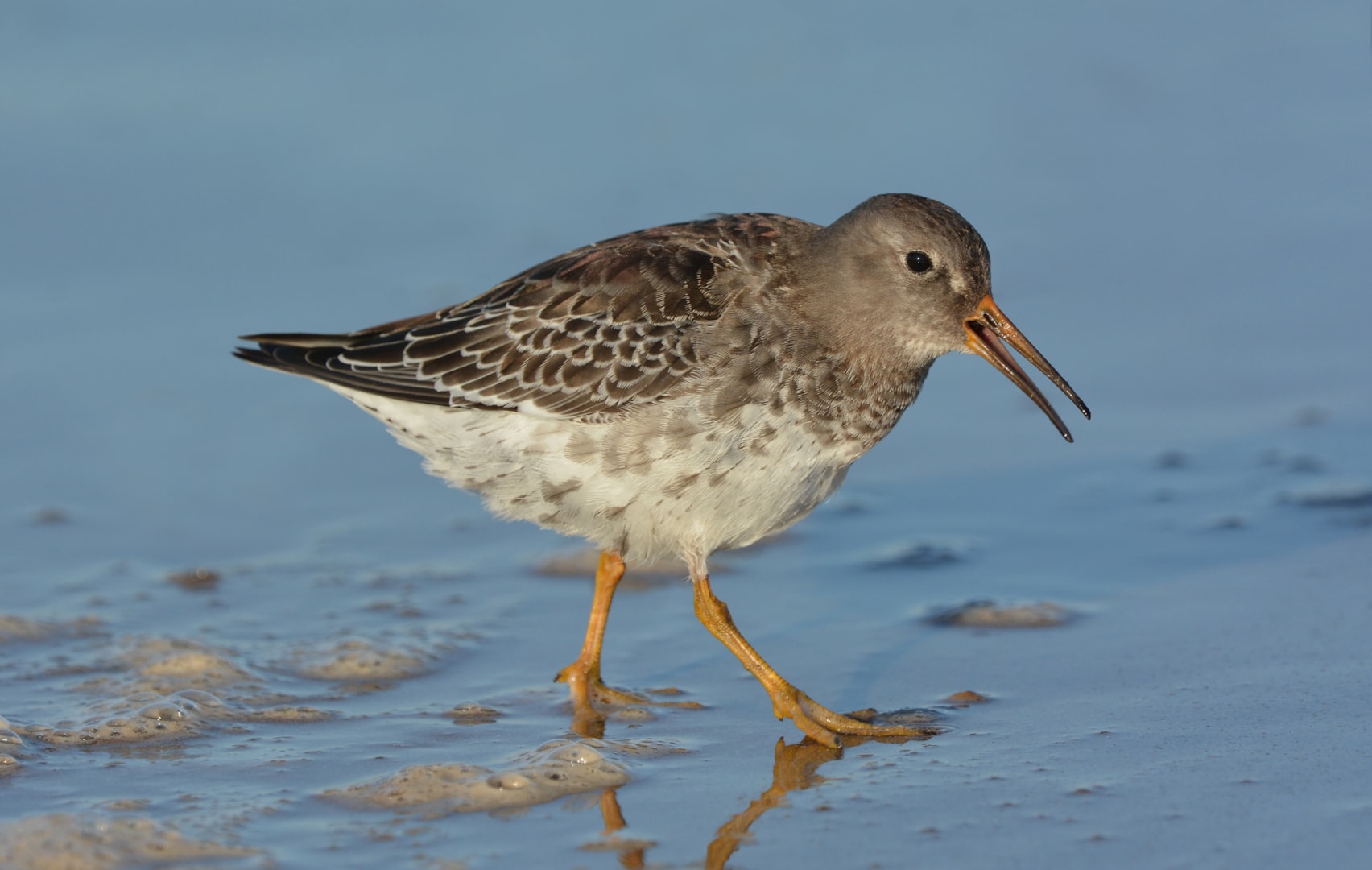 Purple Sandpiper by Damian Money - BirdGuides