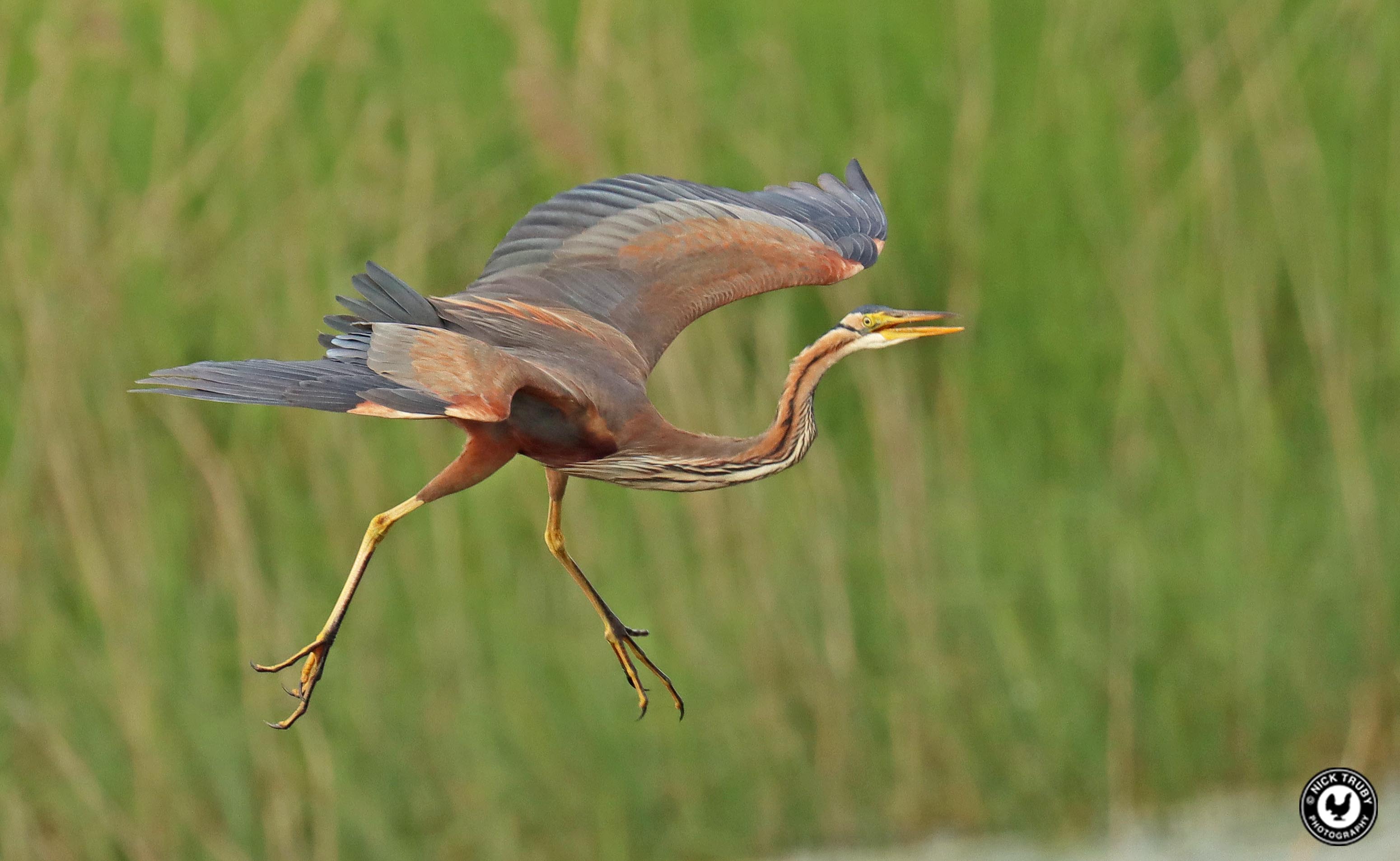 Details : Purple Heron - BirdGuides