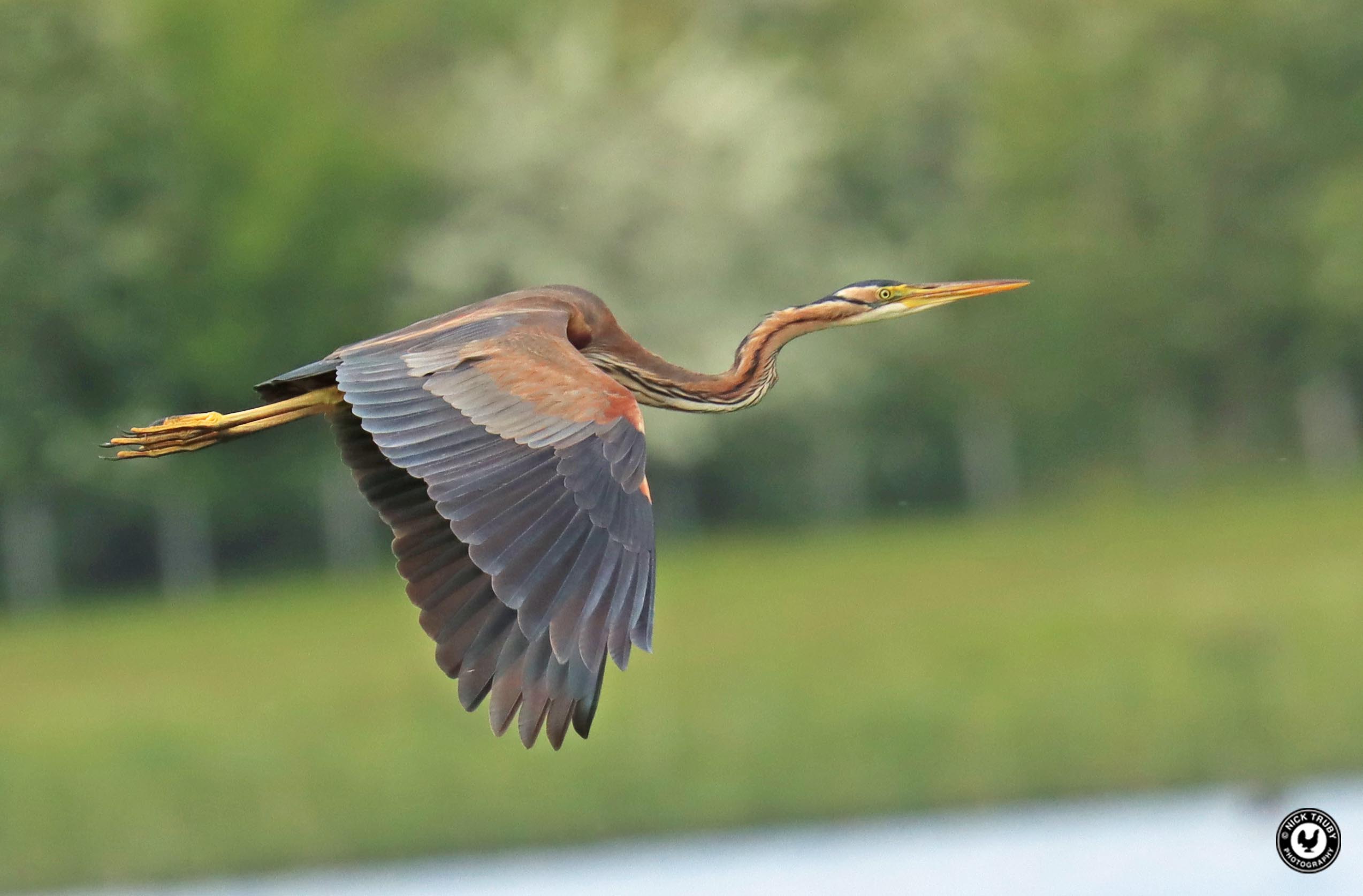 Details : Purple Heron - BirdGuides
