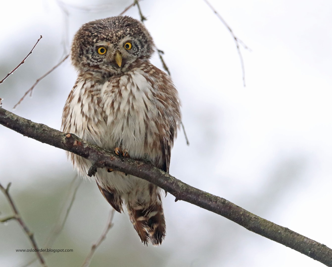 Eurasian Pygmy Owl by Simon Rix - BirdGuides