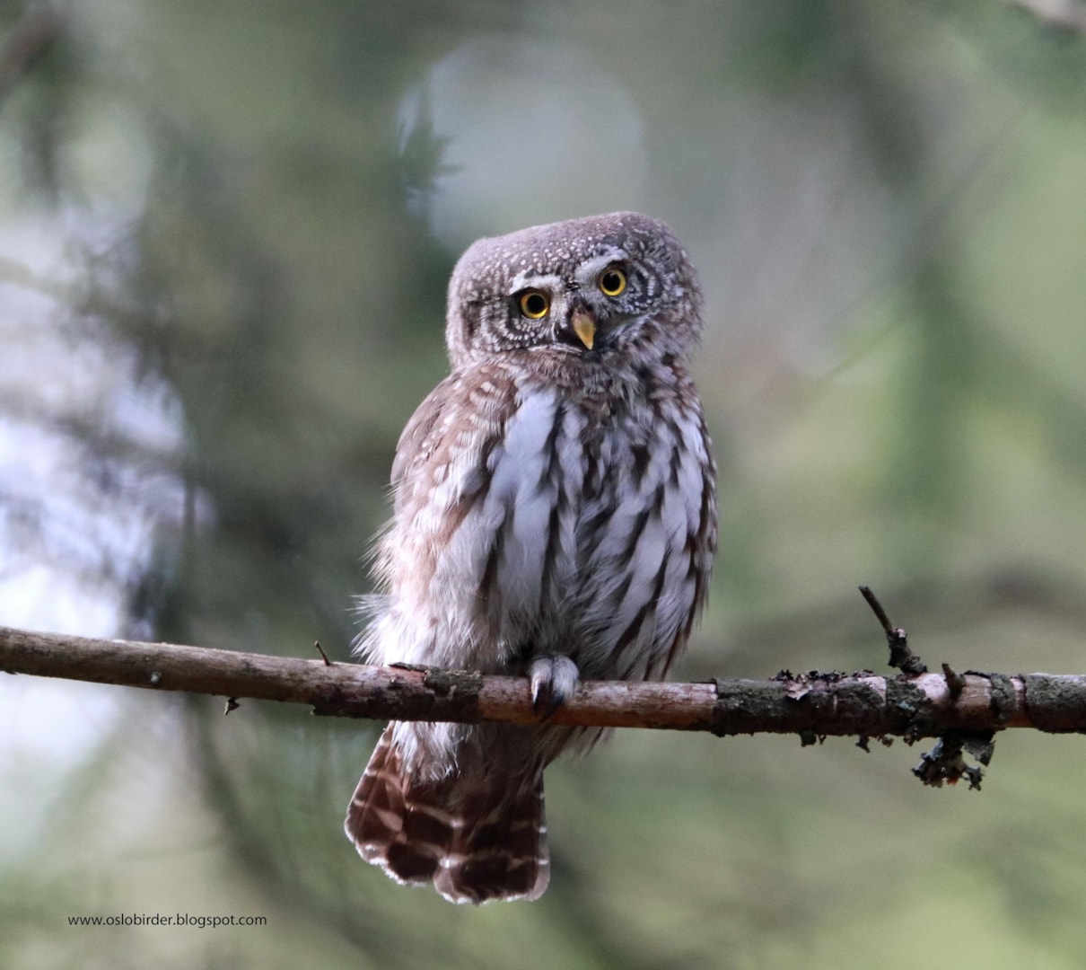 Eurasian Pygmy Owl by Simon Rix - BirdGuides
