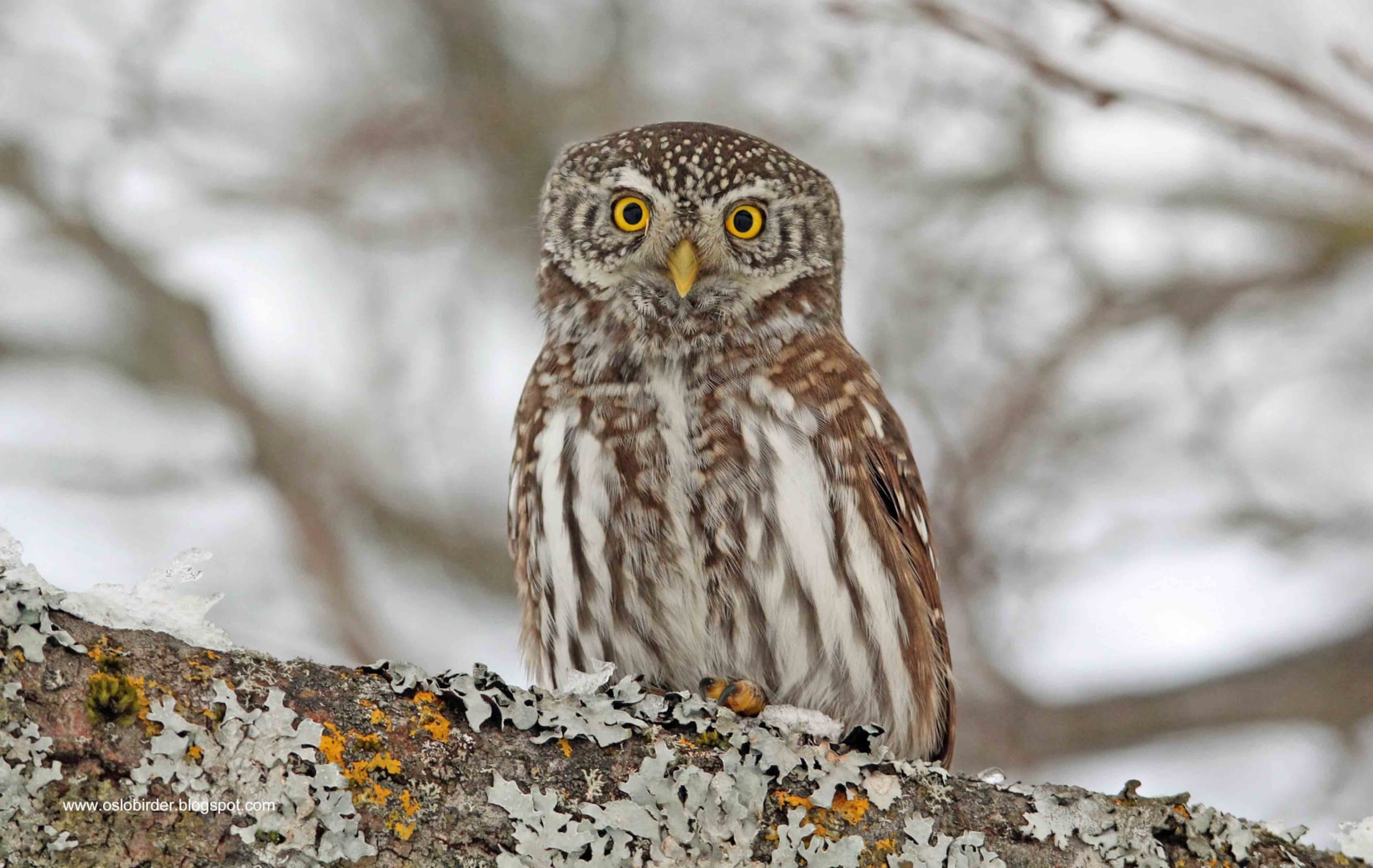 Eurasian Pygmy Owl by Simon Rix - BirdGuides