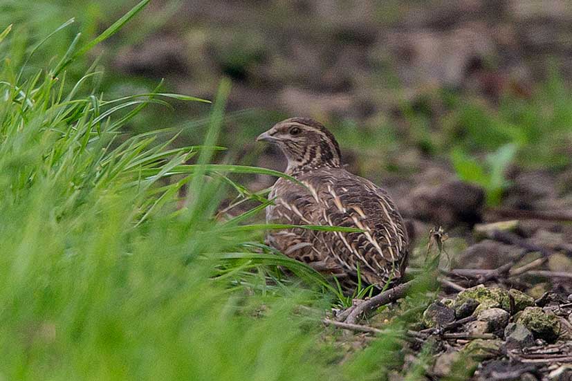 Details : Common Quail - BirdGuides