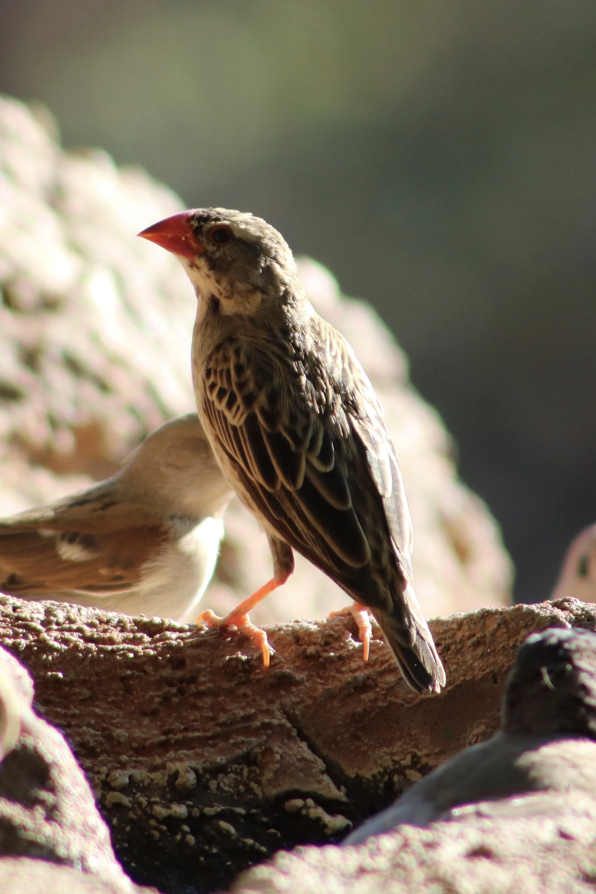 Details : Red-billed Quelea - BirdGuides