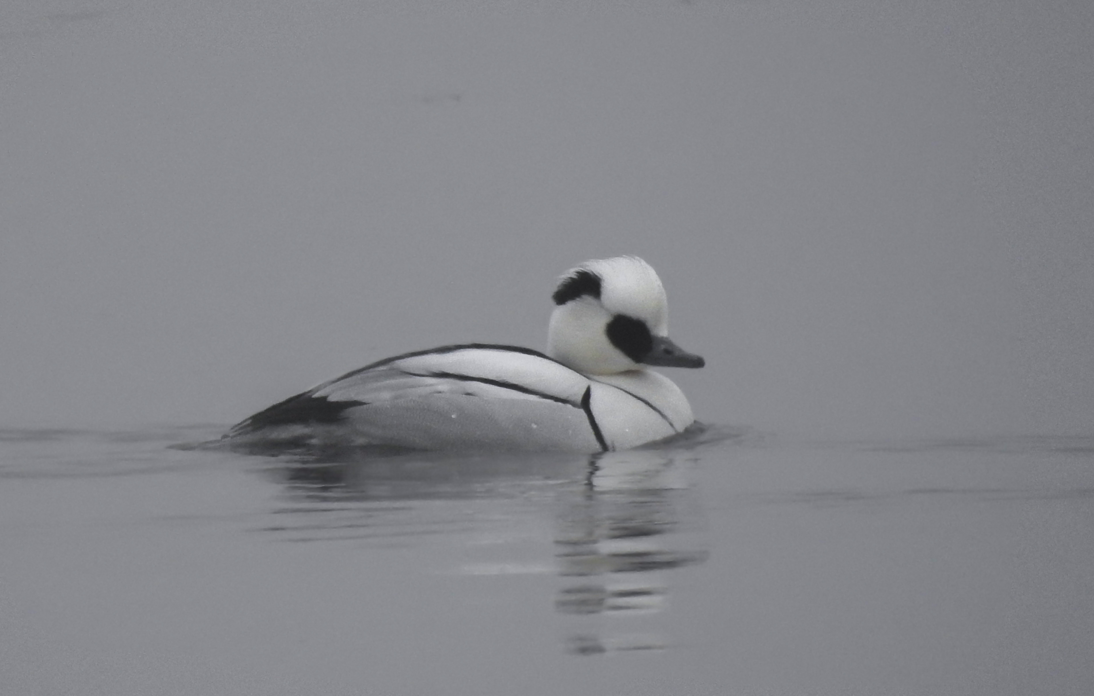 Details : Smew - BirdGuides