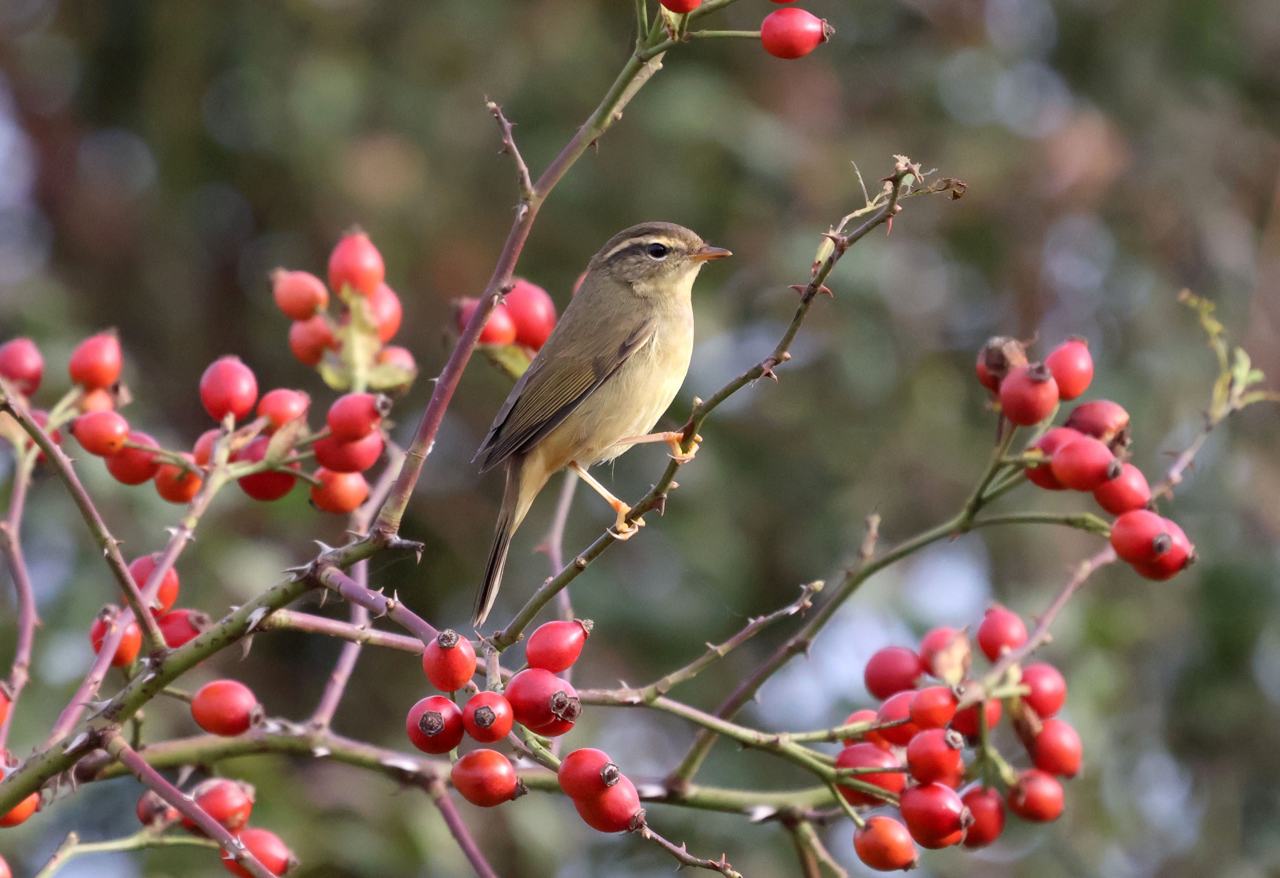 Radde's Warbler by James Siddle - BirdGuides