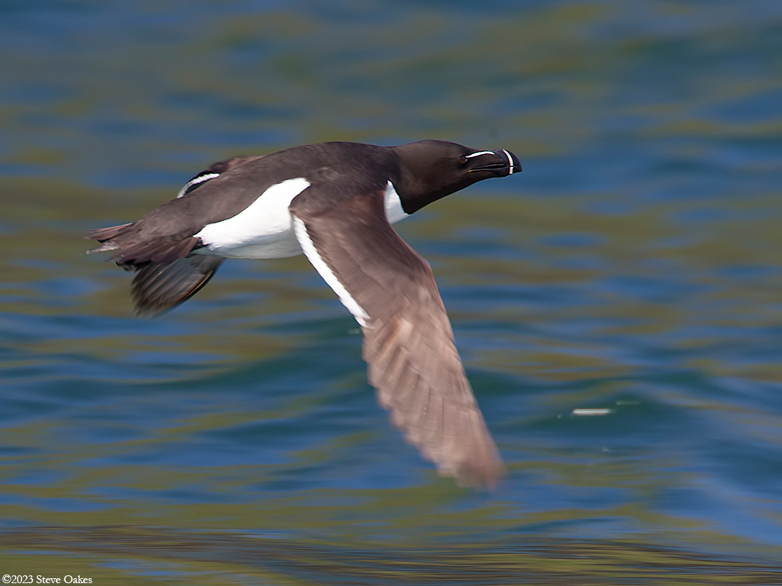 Razorbill by Steve Oakes - BirdGuides