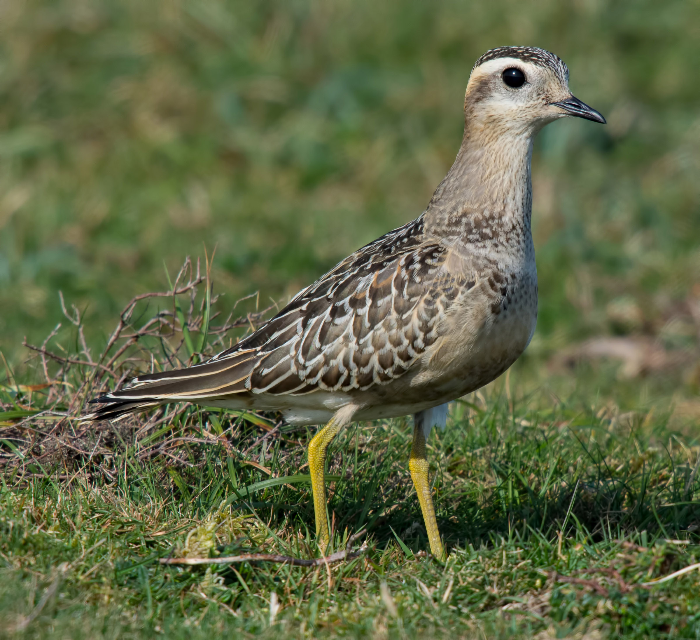Eurasian Dotterel by John Tymon - BirdGuides