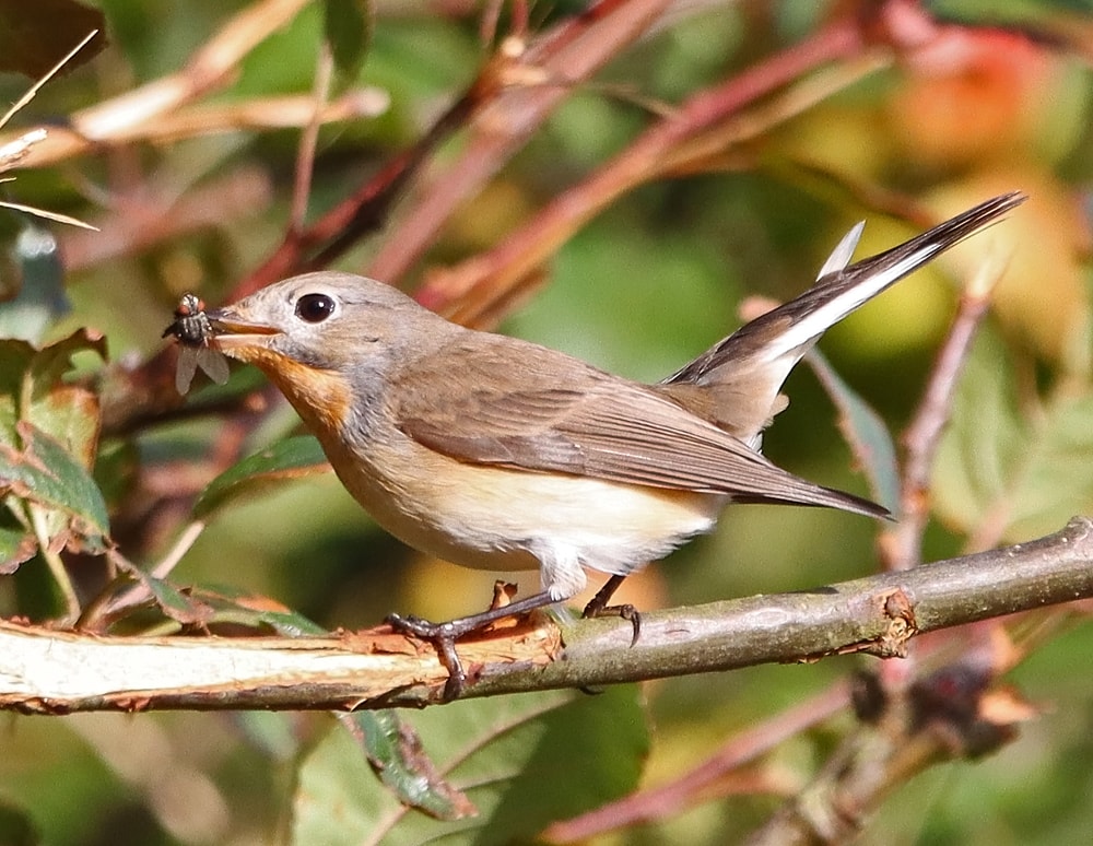 Red-breasted Flycatcher by John Derick Elvidge - BirdGuides