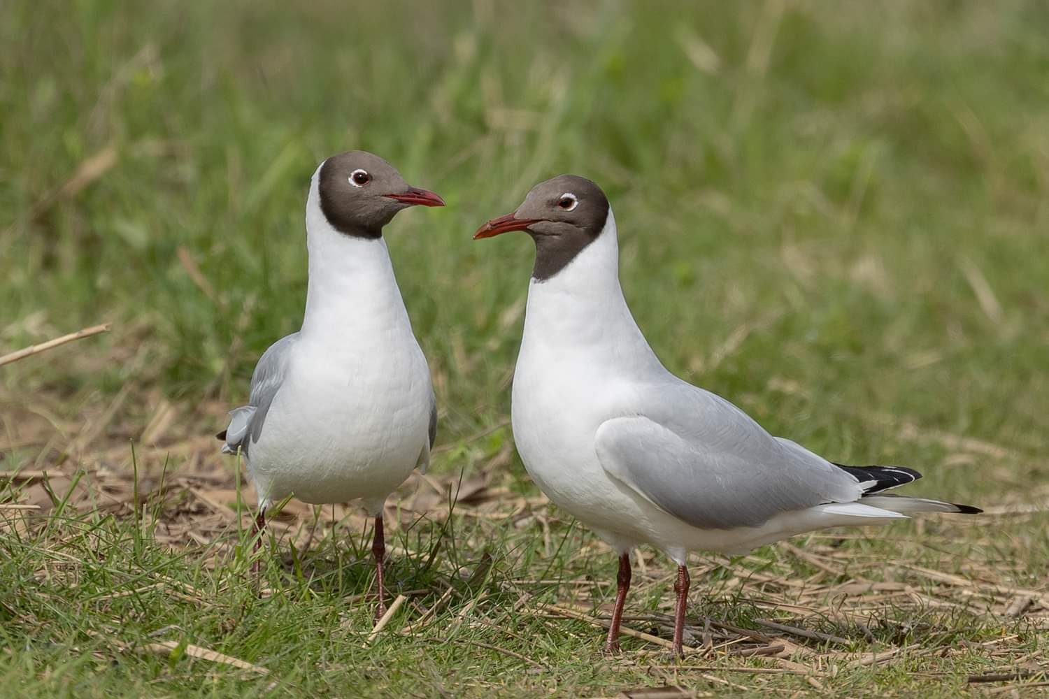 Bird flu suspected at Yorkshire's largest Black-headed Gull colony ...